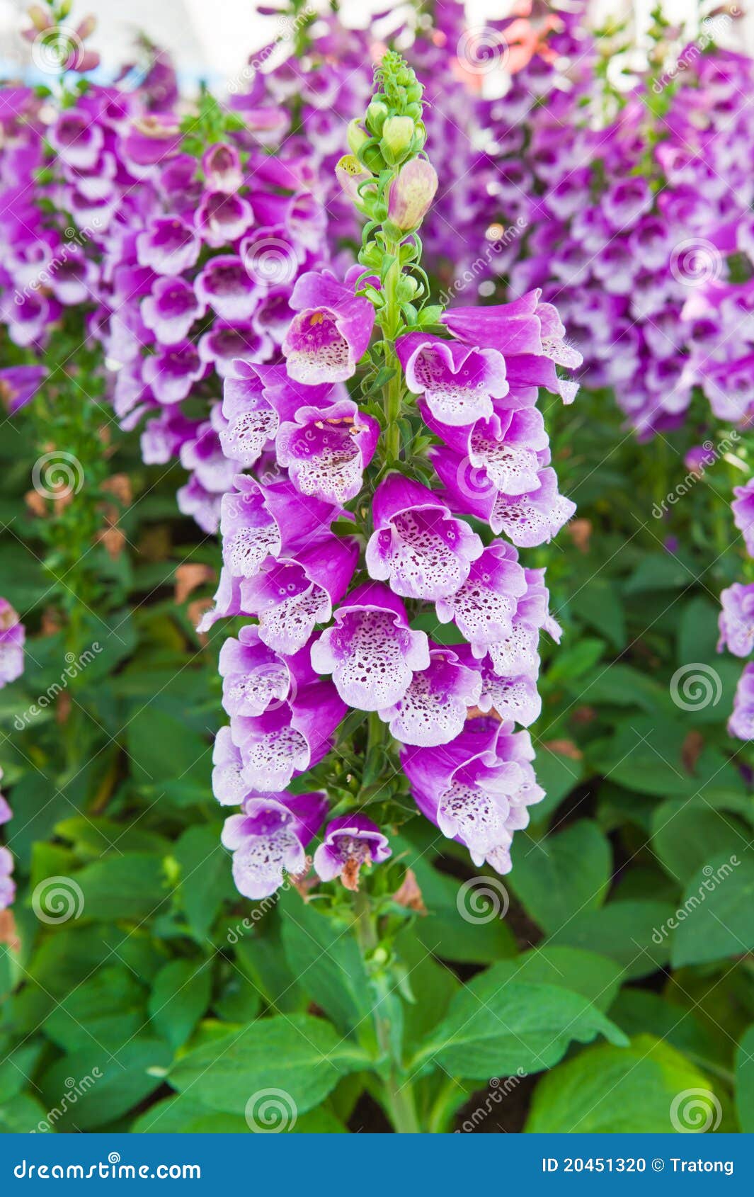 Beautiful Purple Flowers at Garden Stock Photo - Image of close ...
