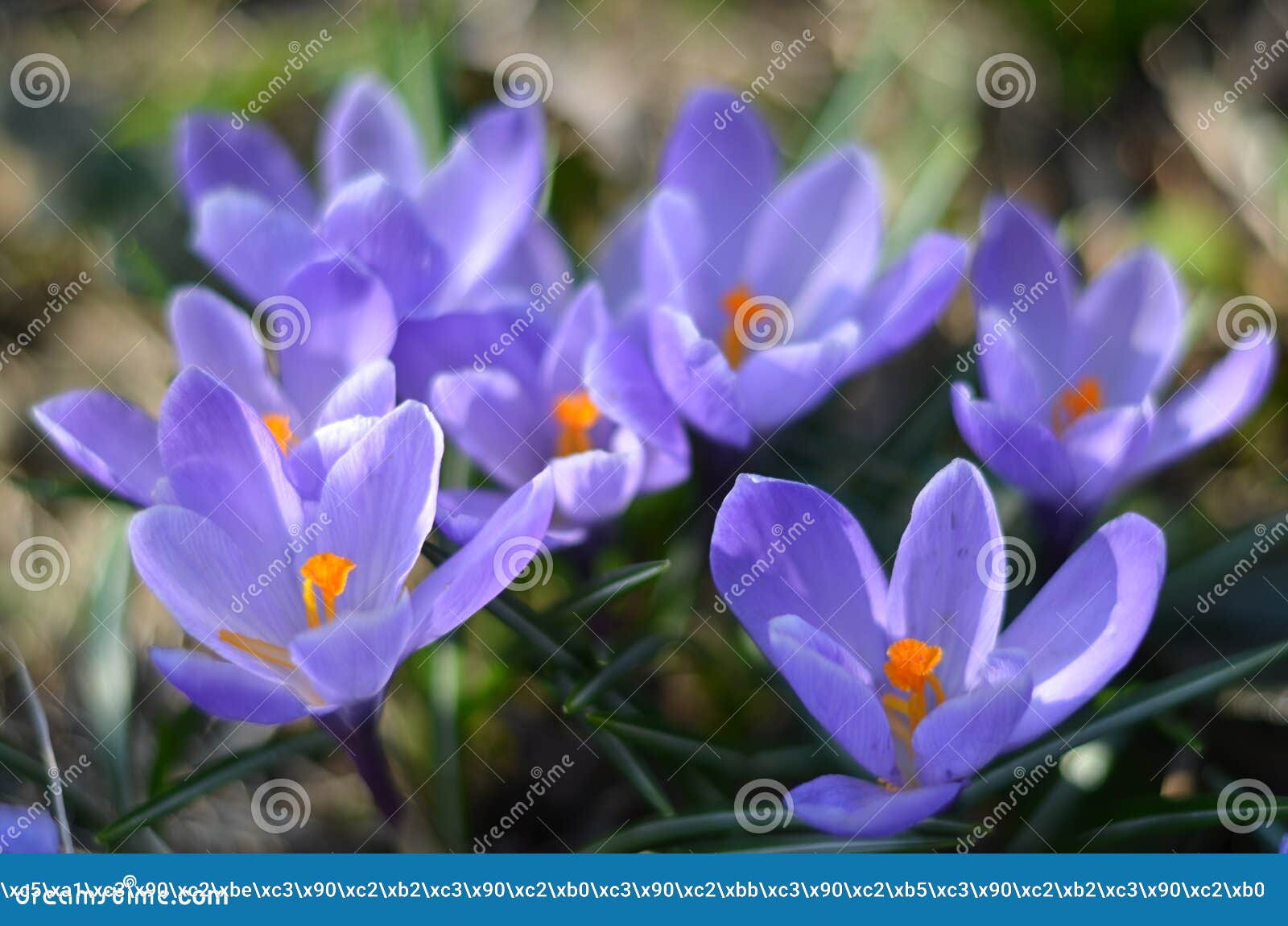 Beautiful Purple Flowers in Russia Stock Image - Image of purple ...