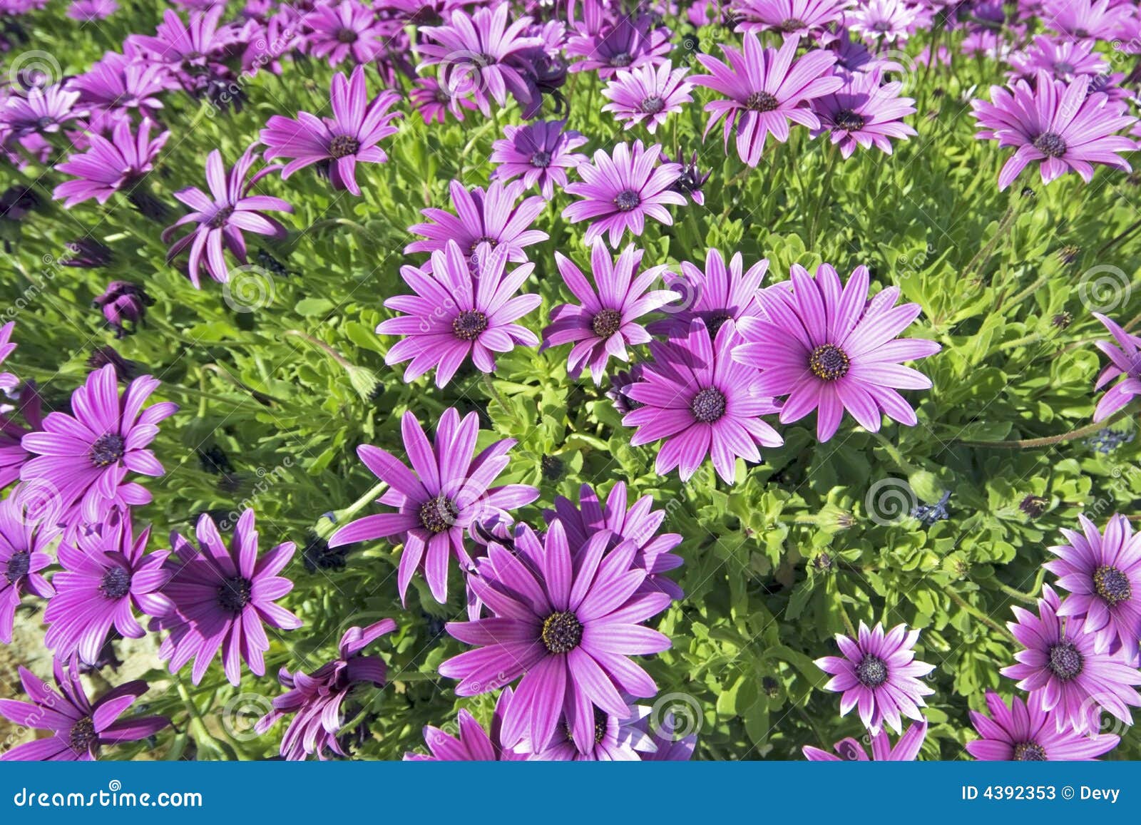 Beautiful Purple Flowers in Spring Stock Image - Image of portugal ...