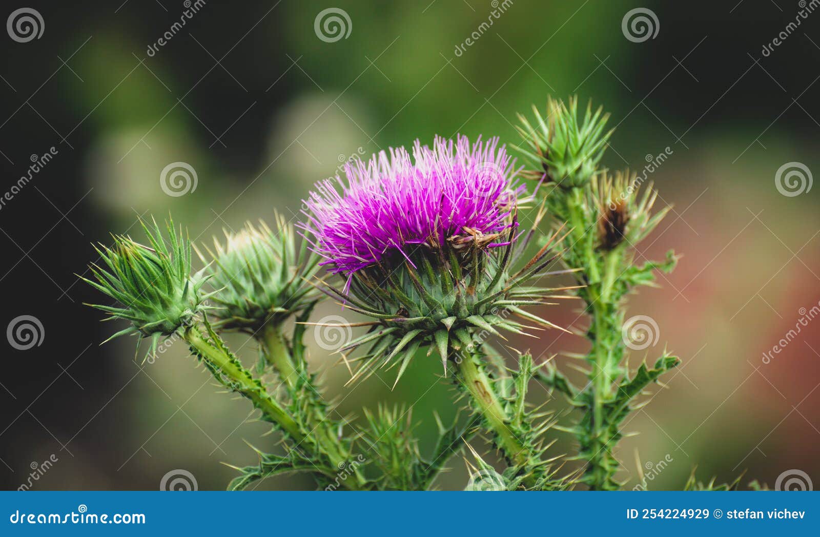 Beautiful Purple and Green Thistle Stock Image - Image of petal, grass ...