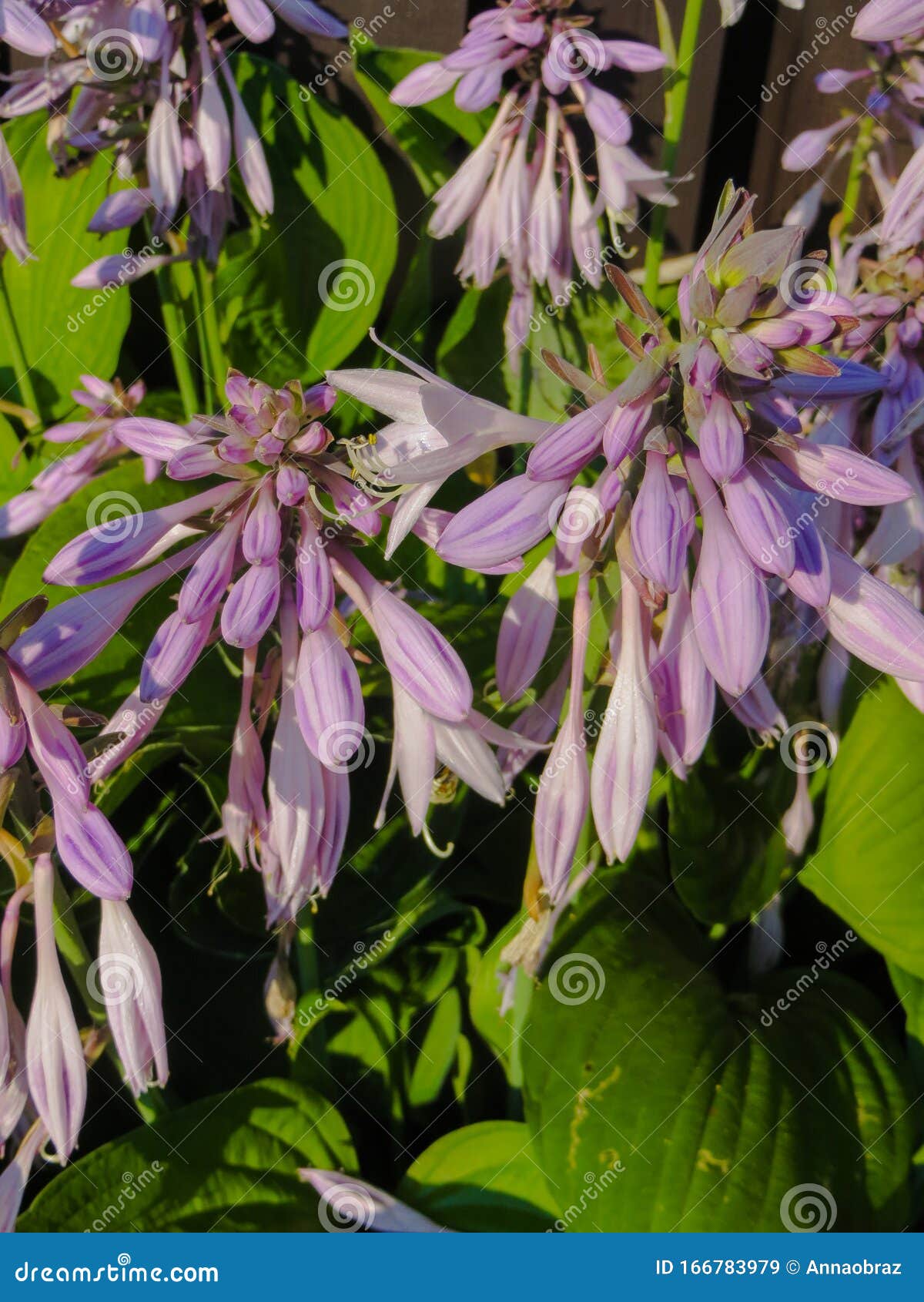 Beautiful Purple Hosta Flowers for Border Decoration Stock Image ...