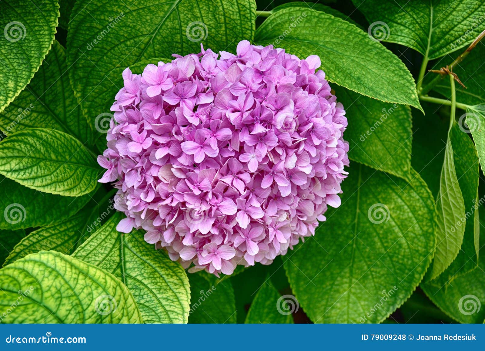 Beautiful Purple Hydrangea, Flowers in the Garden Stock Photo - Image ...