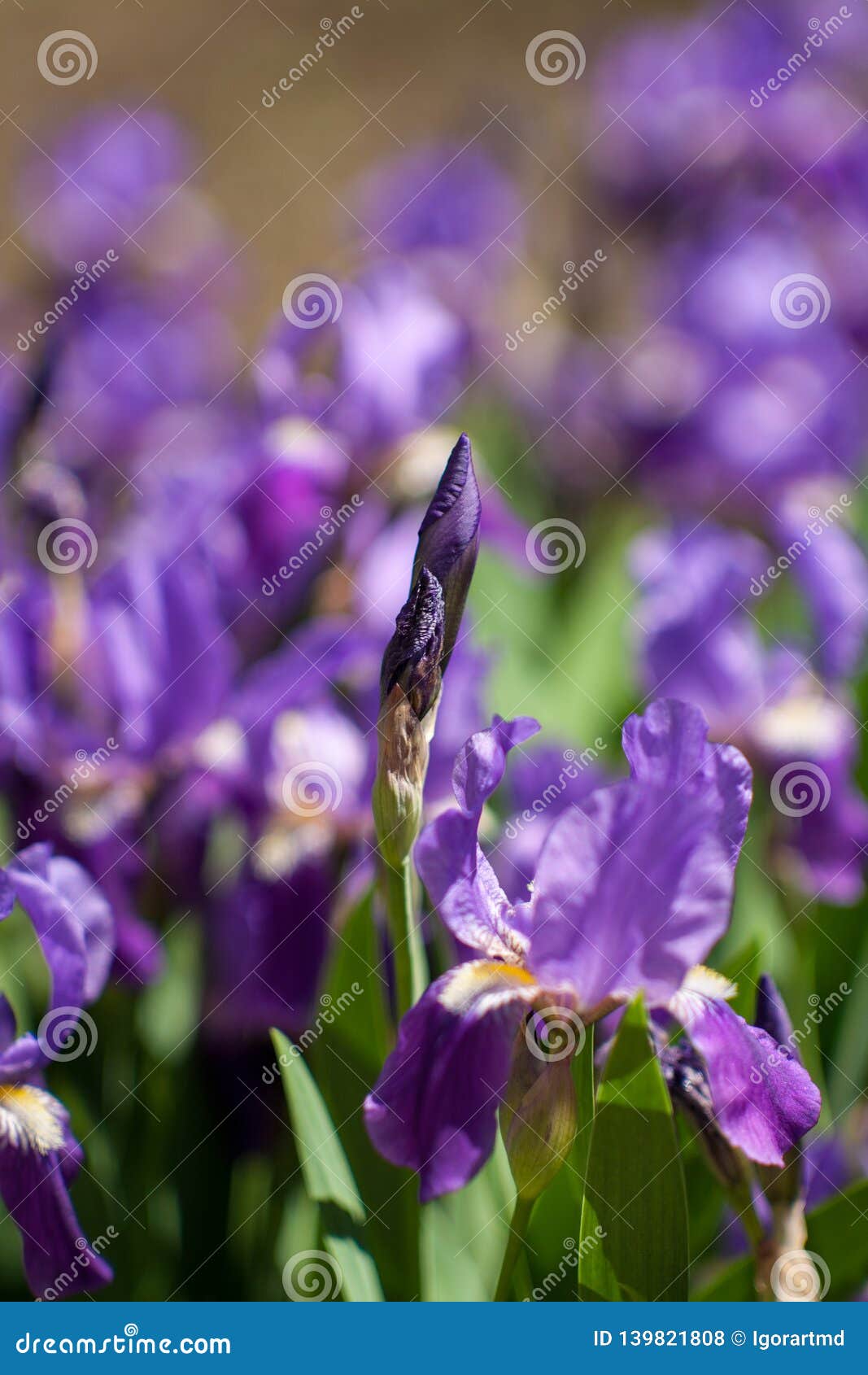 Beautiful purple irises stock photo. Image of bright - 139821808