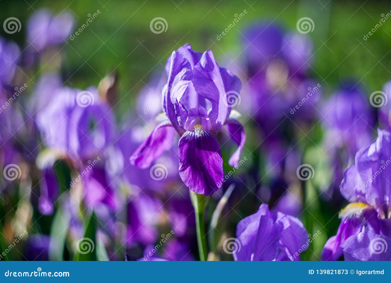 Beautiful purple irises stock image. Image of colorful - 139821873