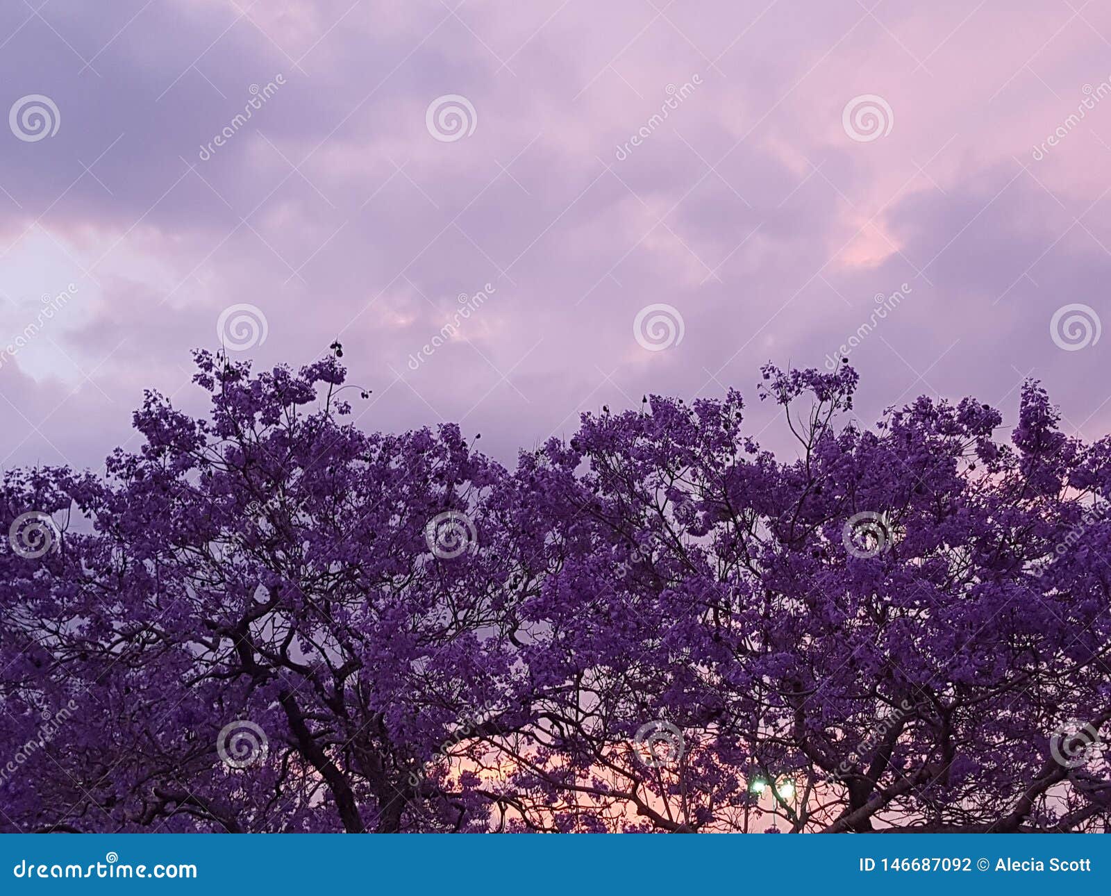 Purple Jacaranda Tree Stock Images - Download 1,114 Royalty Free Photos