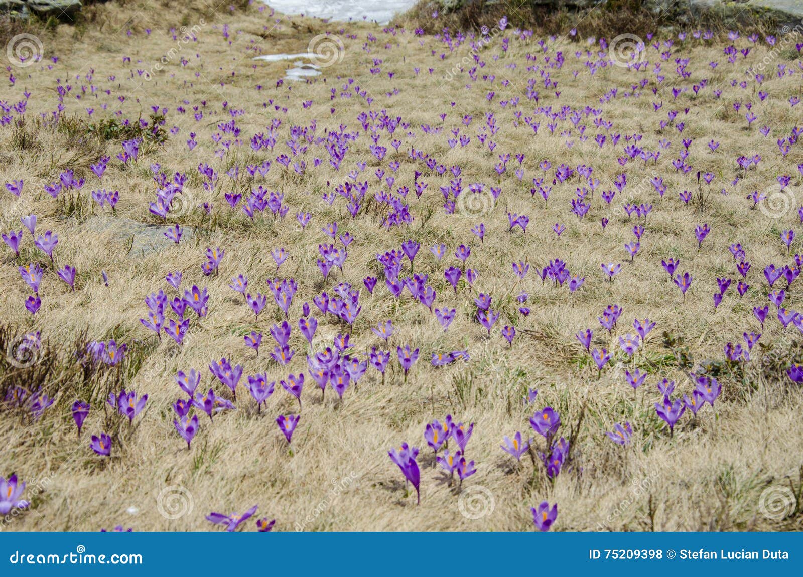 Beautiful Purple Mountain Wild Flowers Stock Photo - Image of blooming ...