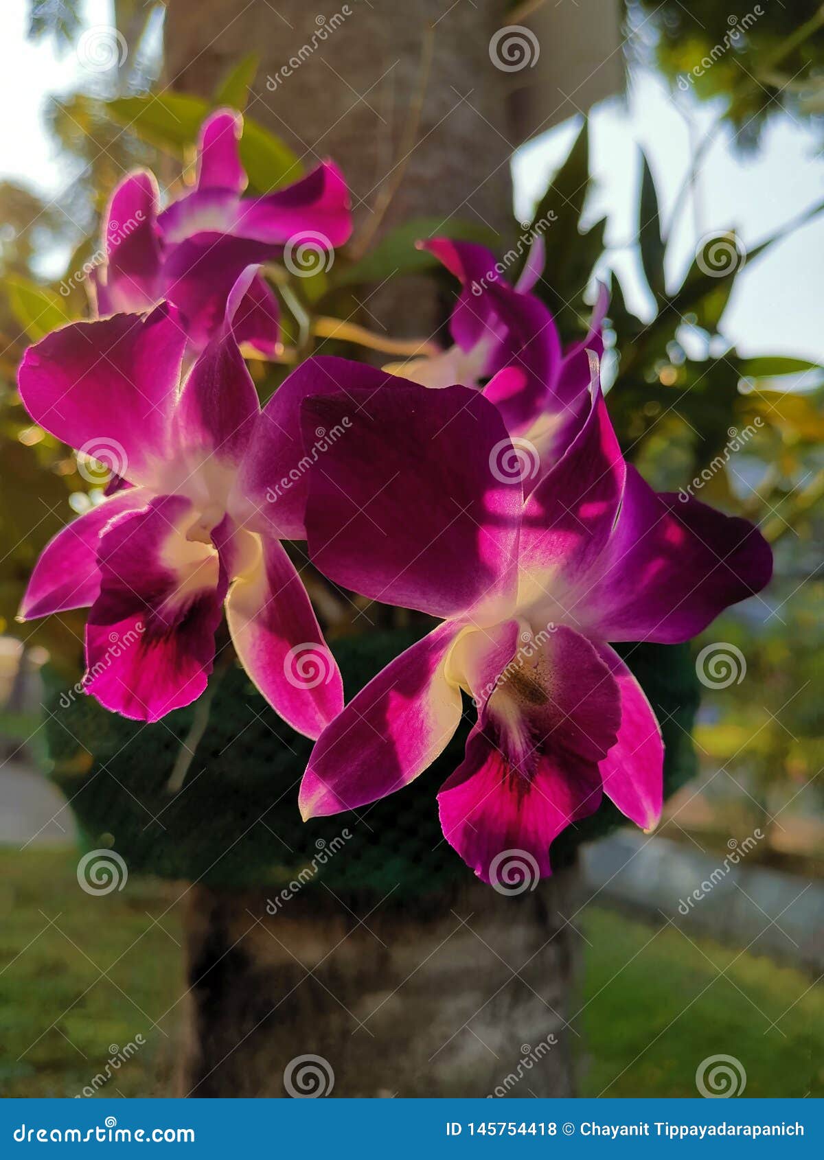 Beautiful Purple Orchids Under the Evening Light Stock Photo - Image of ...
