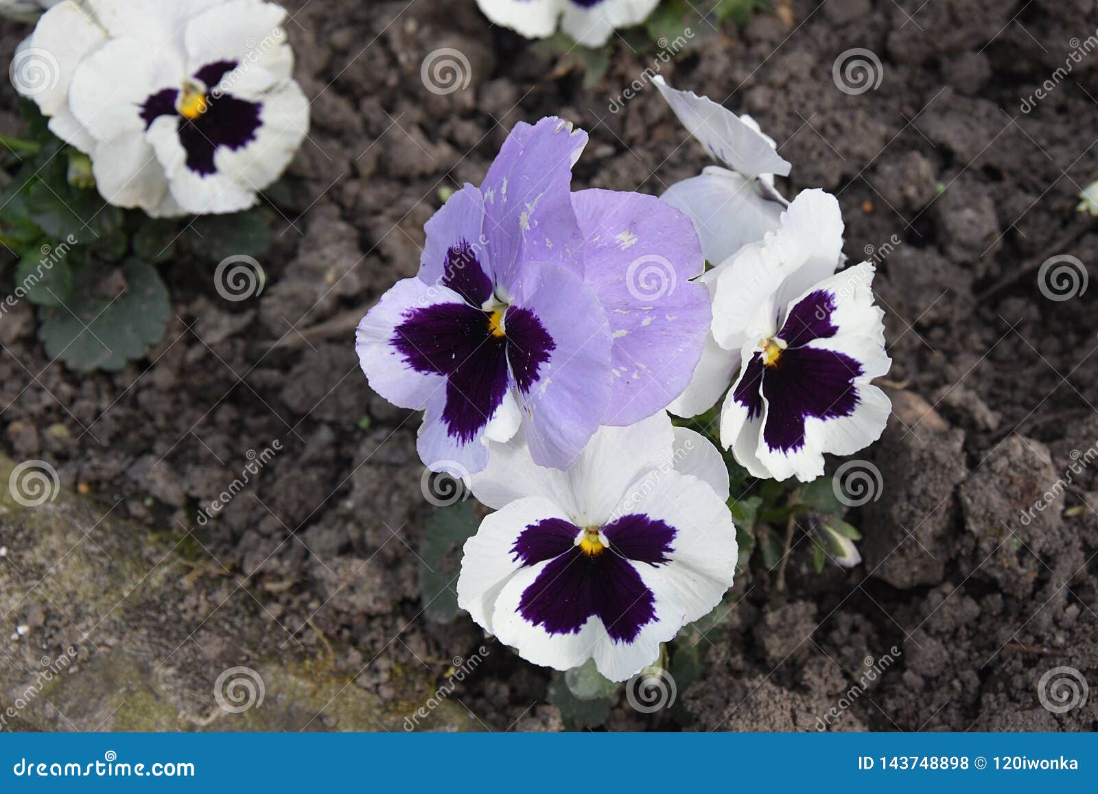 Beautiful Purple Pansies. stock photo. Image of detail - 143748898