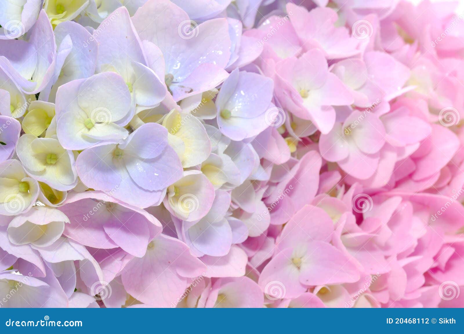 Beautiful Purple and Pink Hydrangea Flowers Stock Photo - Image of ...