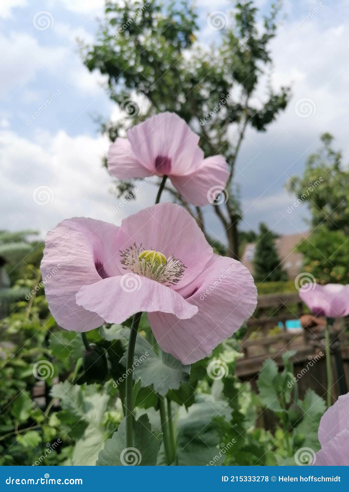 Beautiful purple poppy stock photo. Image of purple - 215333278