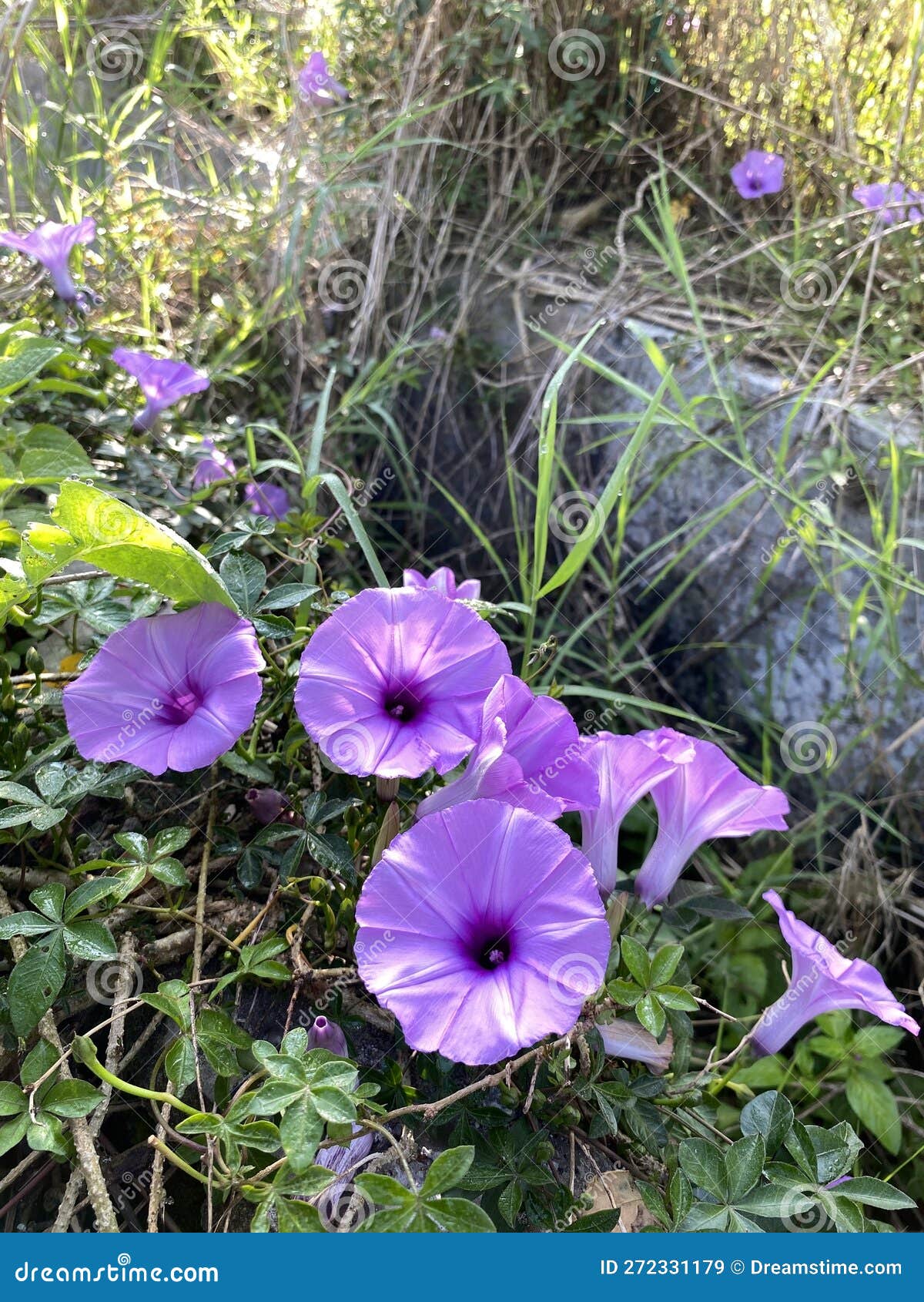 Beautiful Purple stock image. Image of weeds, purple - 272331179
