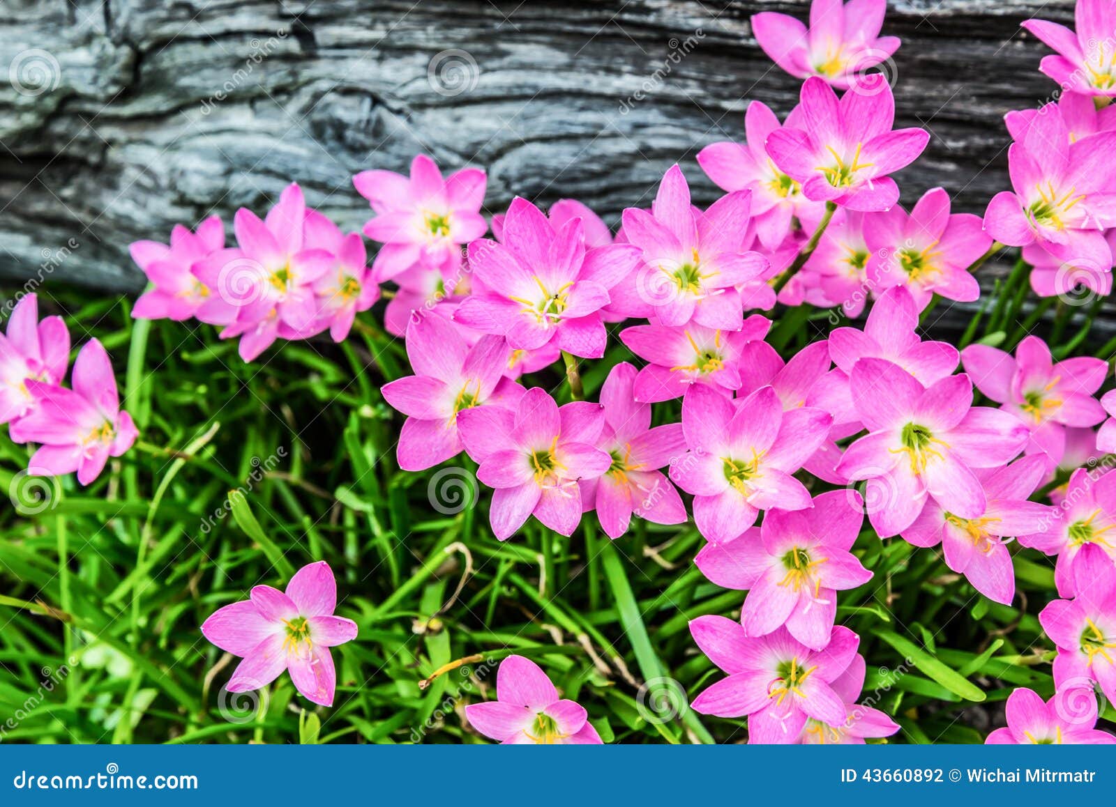 Beautiful Purple Rain Lily Flower Stock Photo - Image of floral, nectar ...