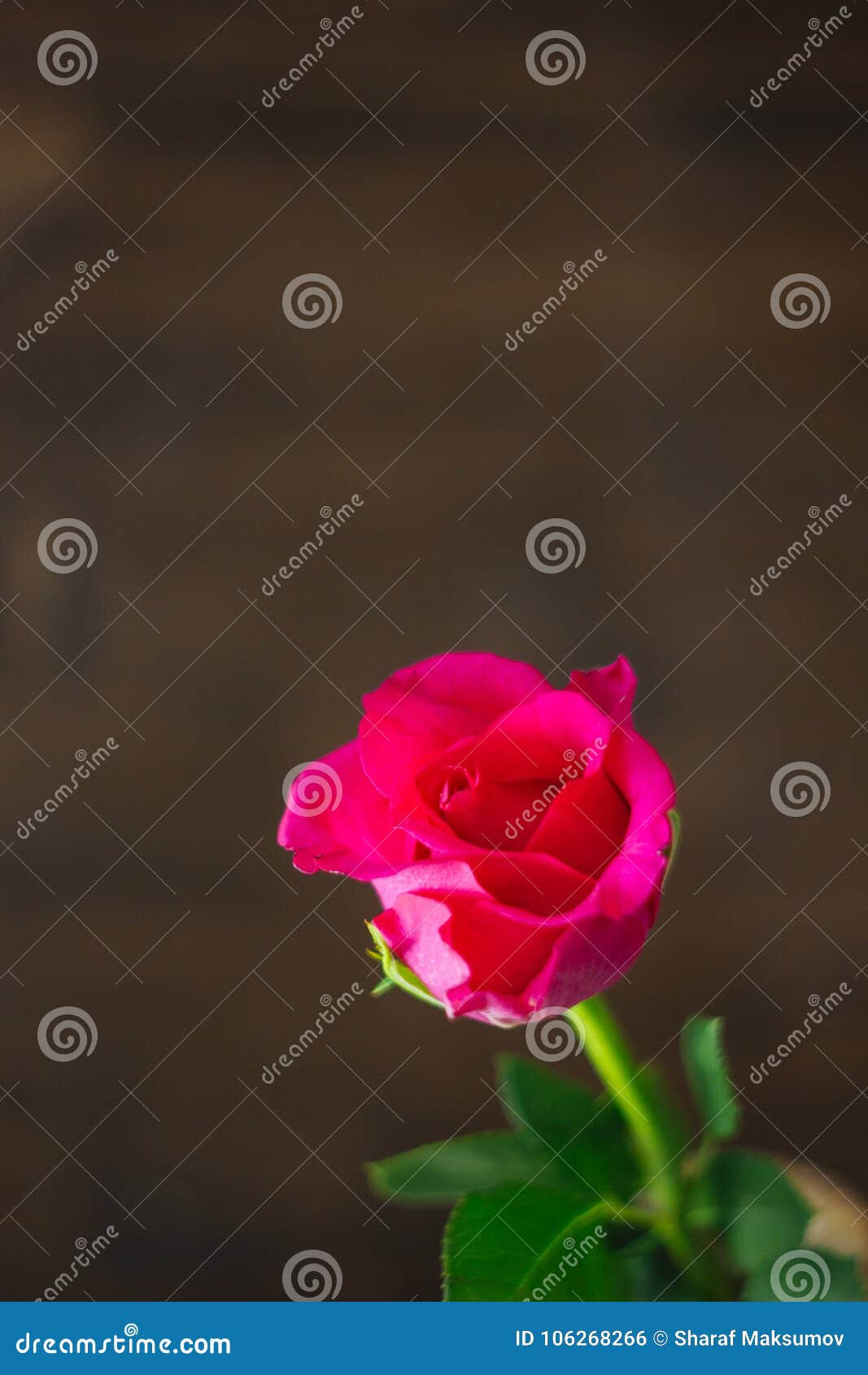 Beautiful Purple Rose Bud. One Rose. Stock Photo - Image of purple ...