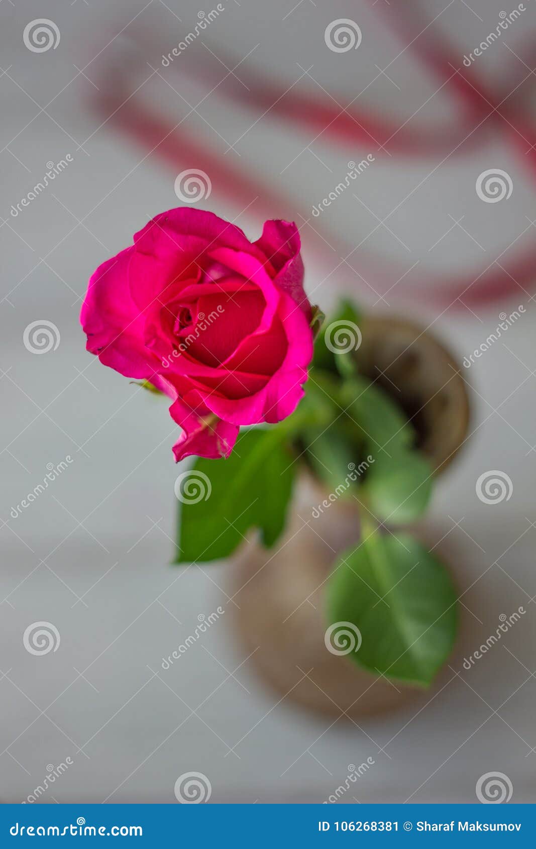 Beautiful Purple Rose Bud. One Rose. Stock Image - Image of dark ...