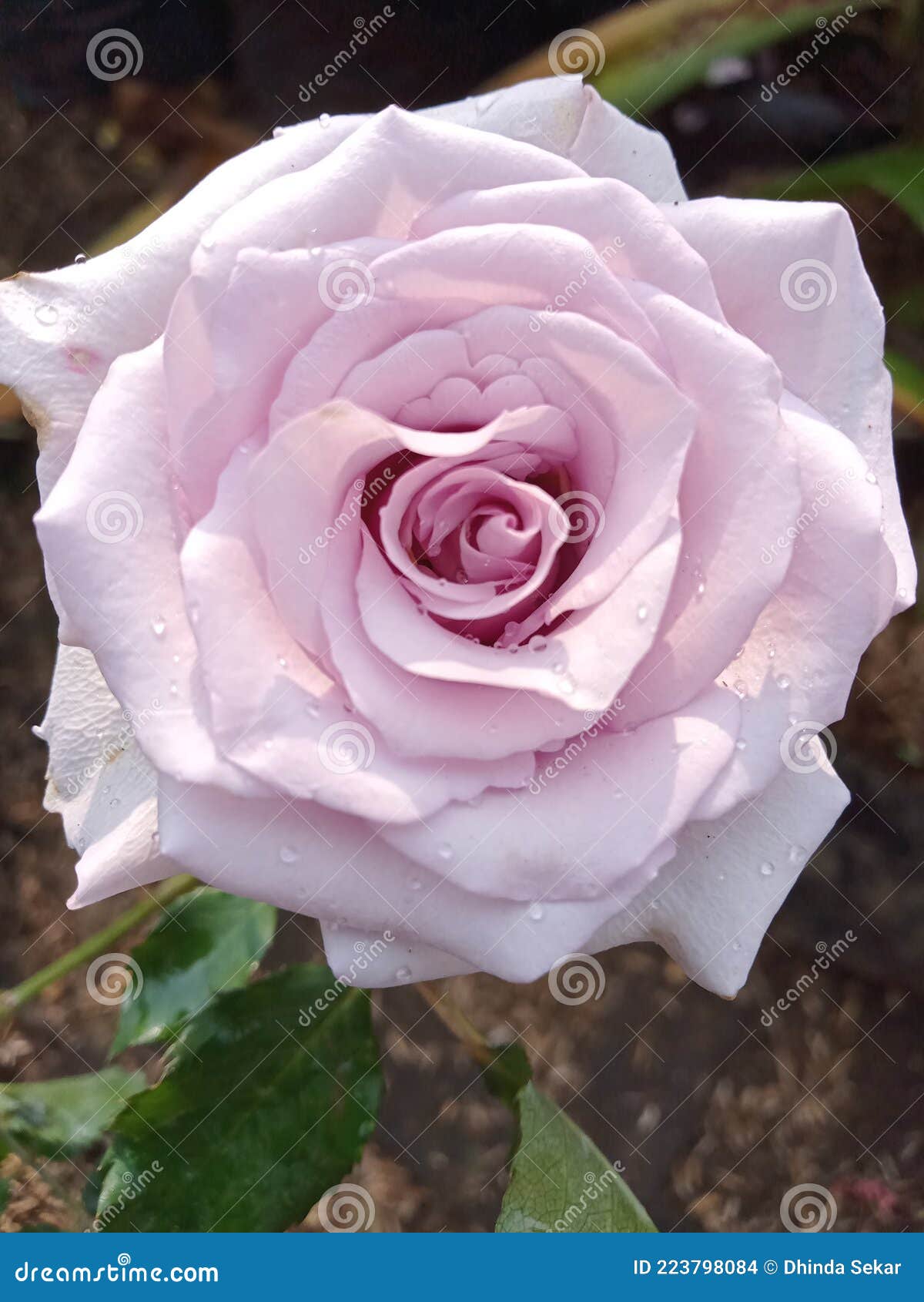 Beautiful purple roses stock photo. Image of plant, bouquet - 223798084