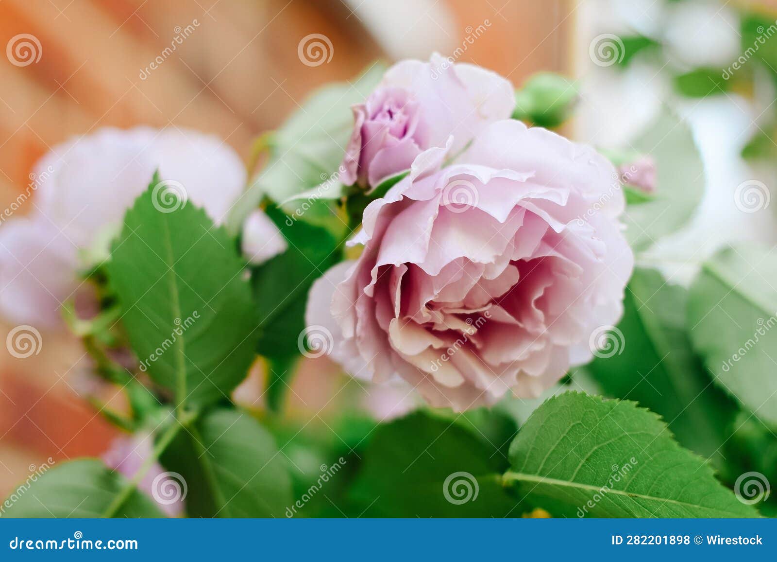 Beautiful Purple Roses in a Garden Stock Photo - Image of fresh, nature ...