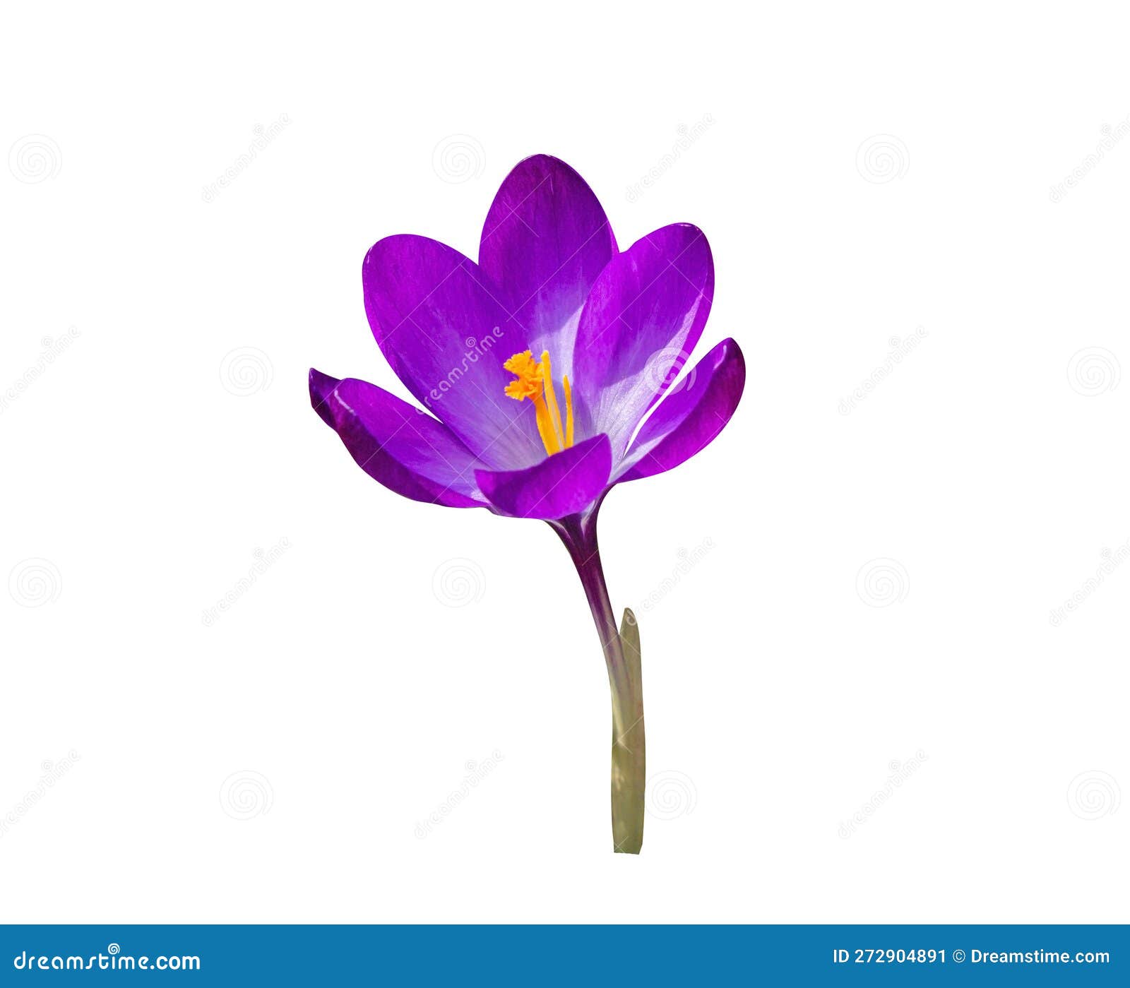 Beautiful Purple Spring Crocus Flower Isolated on White Background ...