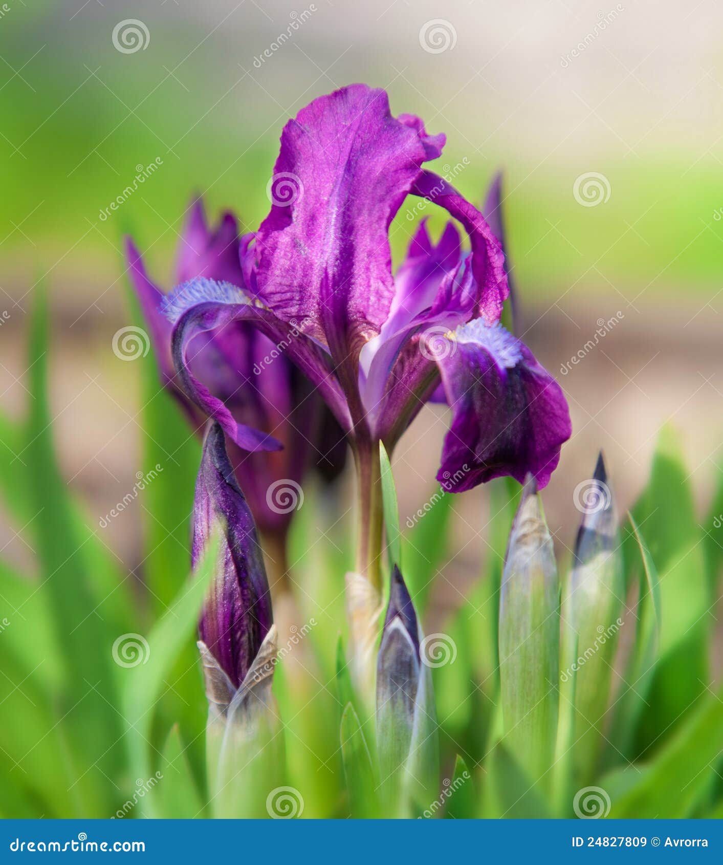 Beautiful Purple Spring Iris Flowers Stock Image - Image of fresh, herb ...