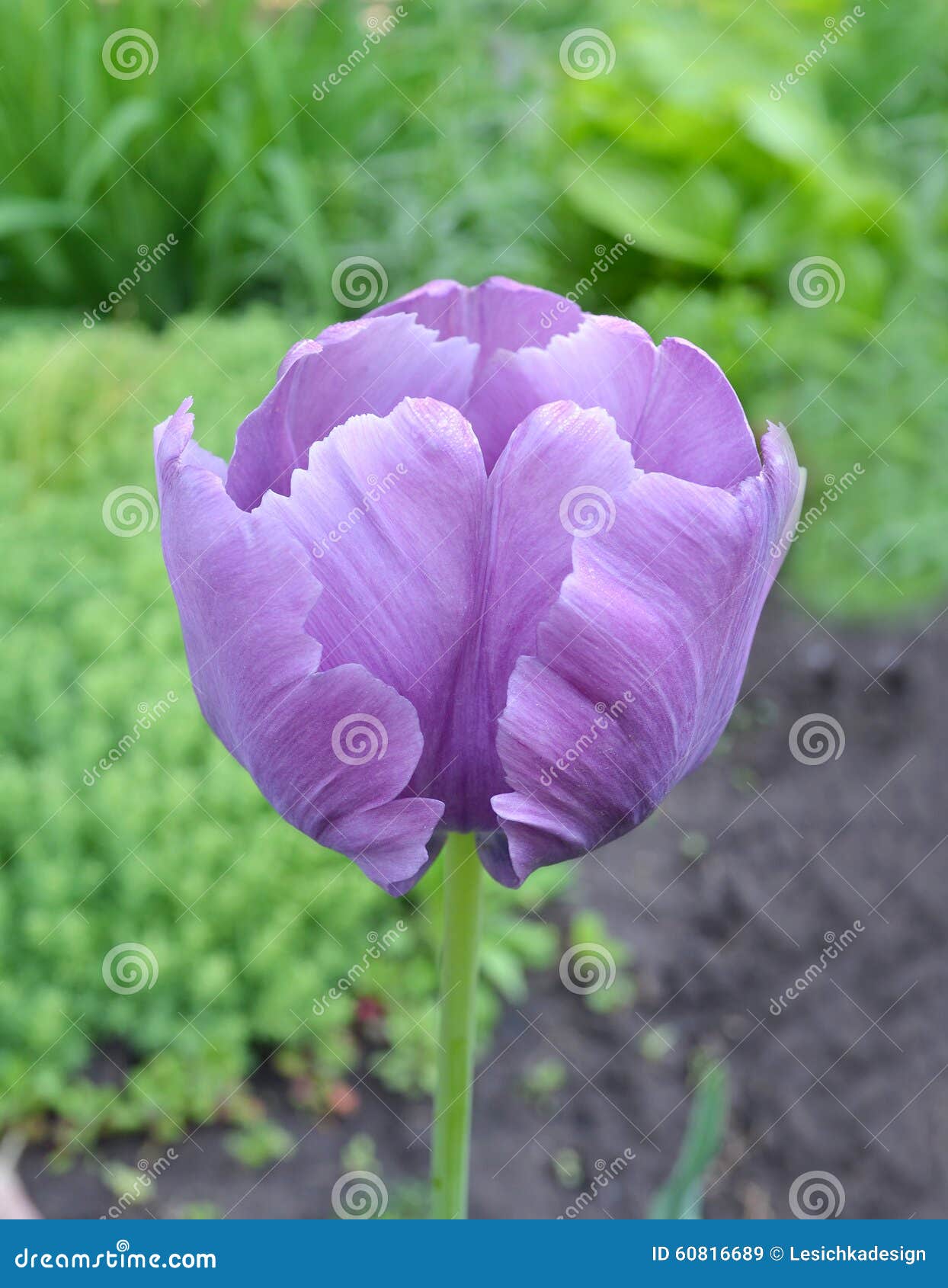 Beautiful purple tulip stock image. Image of freshness - 60816689