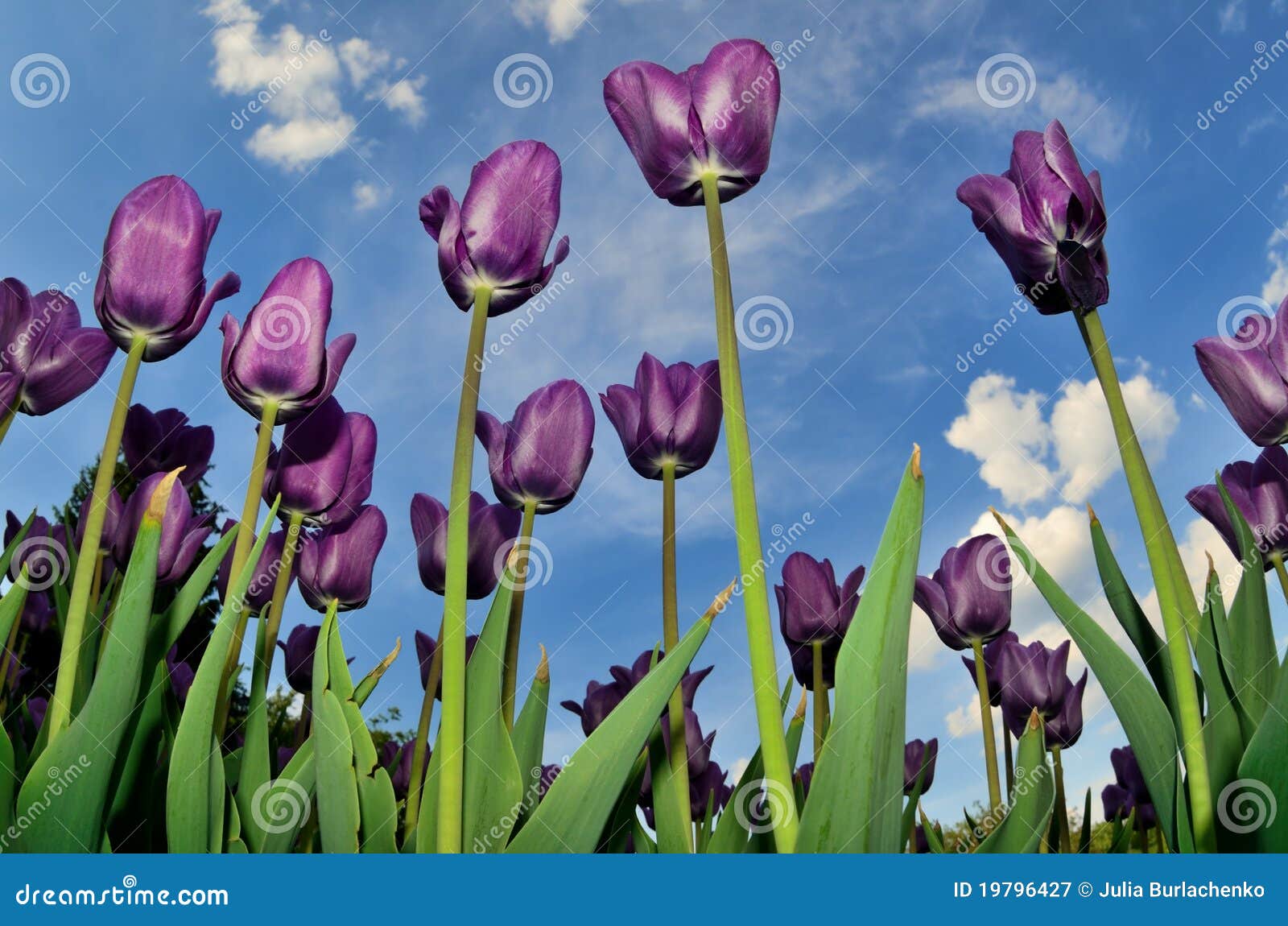 Beautiful purple tulips stock image. Image of leaves - 19796427