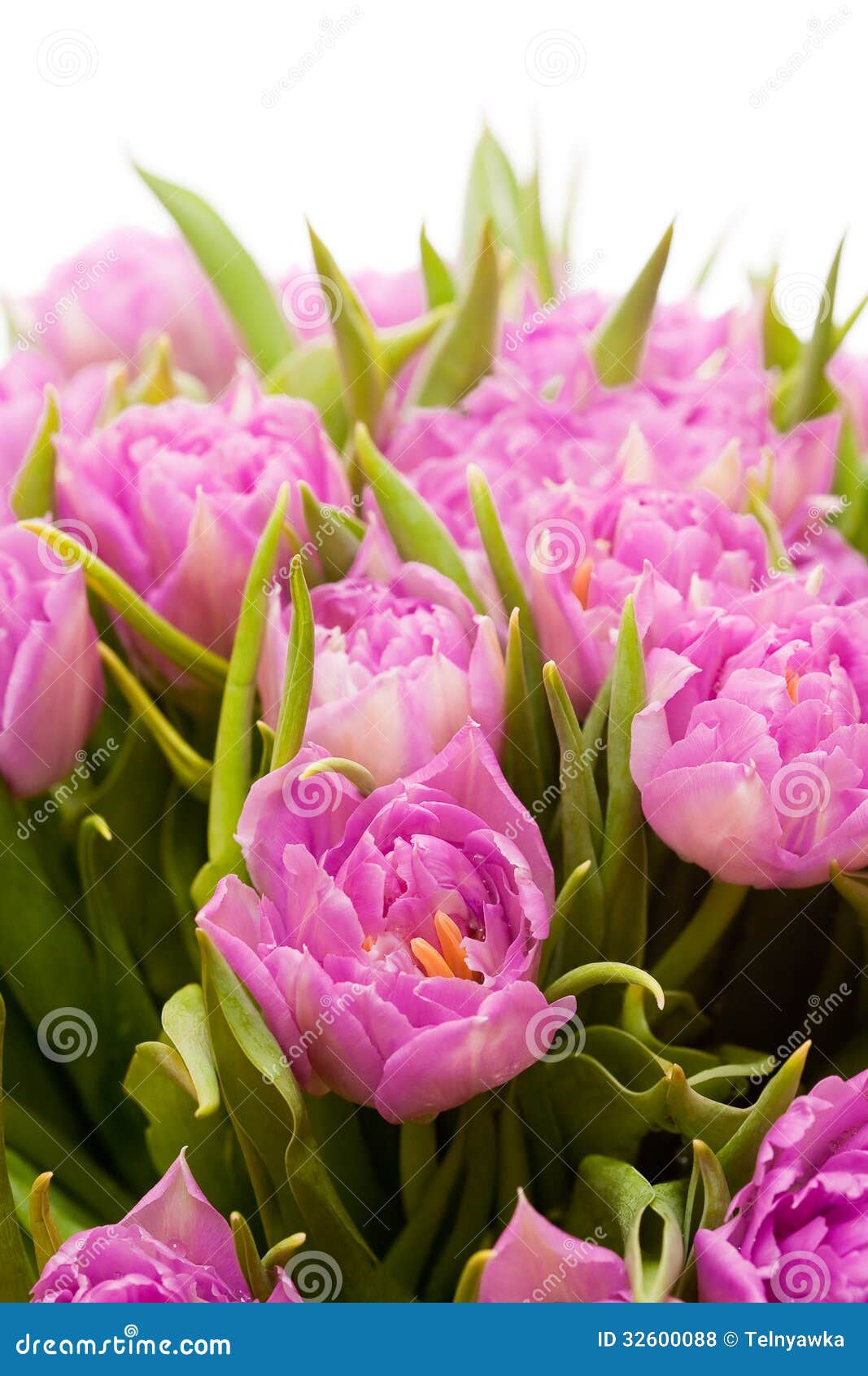 Beautiful purple tulips stock photo. Image of bunch, mothers - 32600088