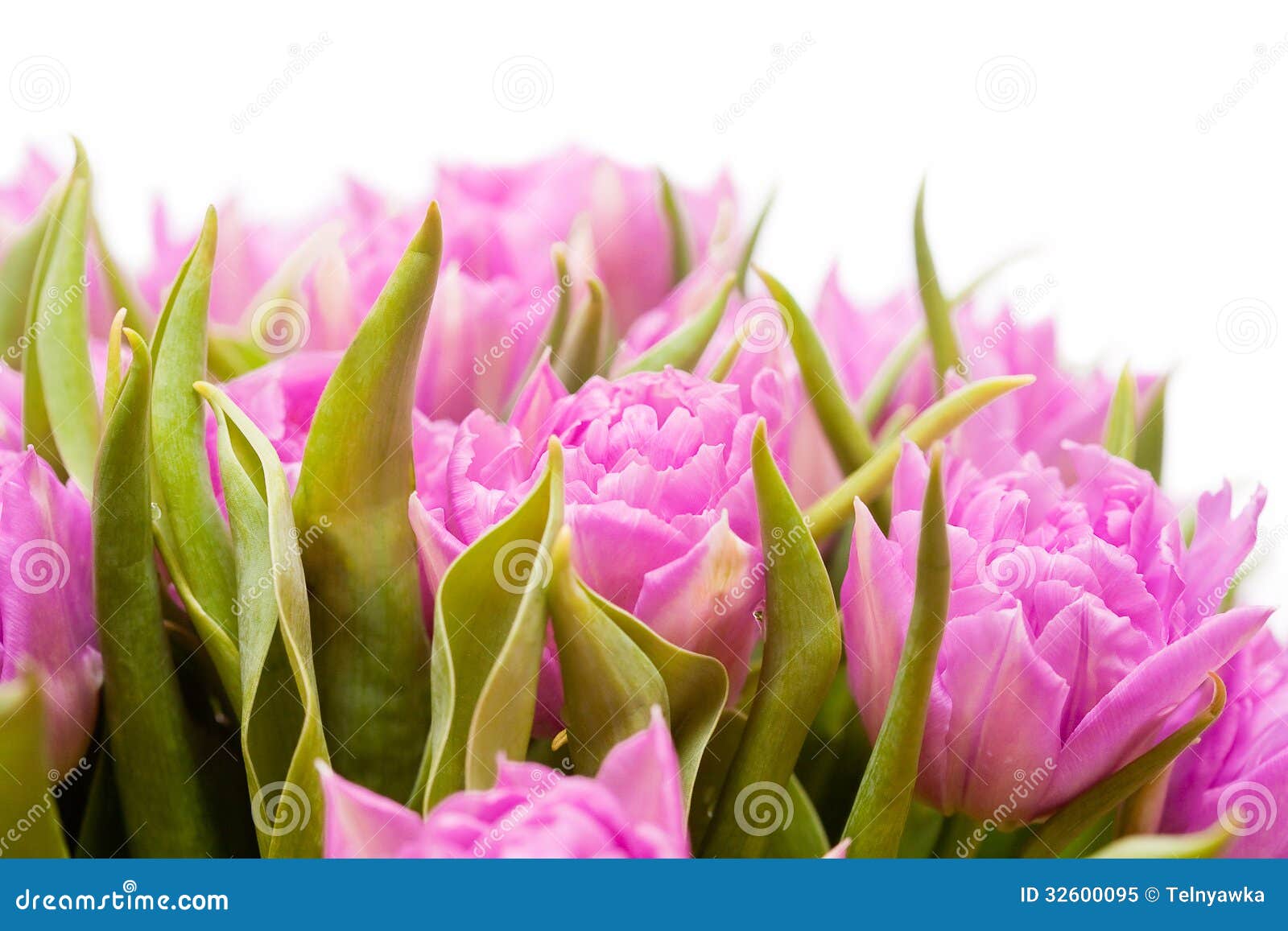 Beautiful purple tulips stock image. Image of beautiful - 32600095