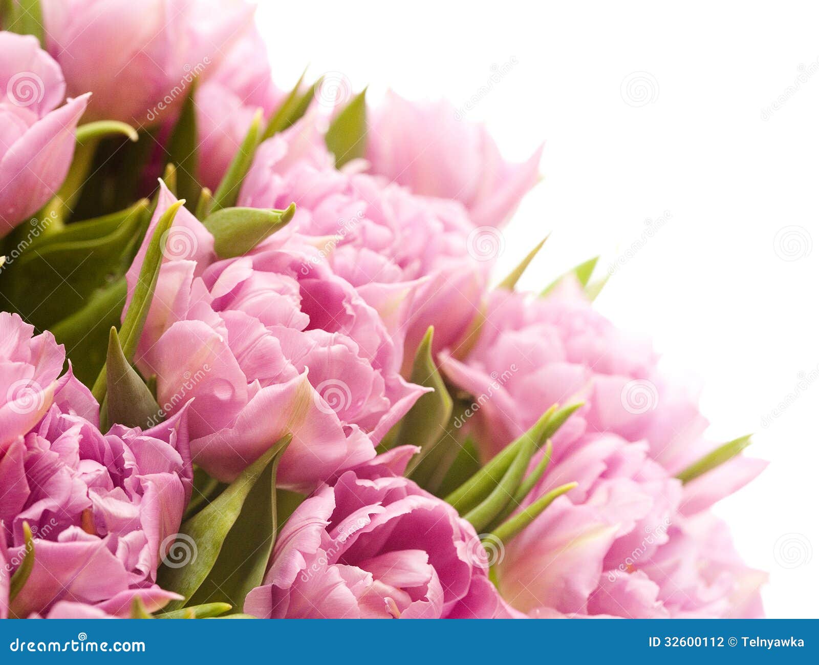 Beautiful purple tulips stock photo. Image of isolated - 32600112