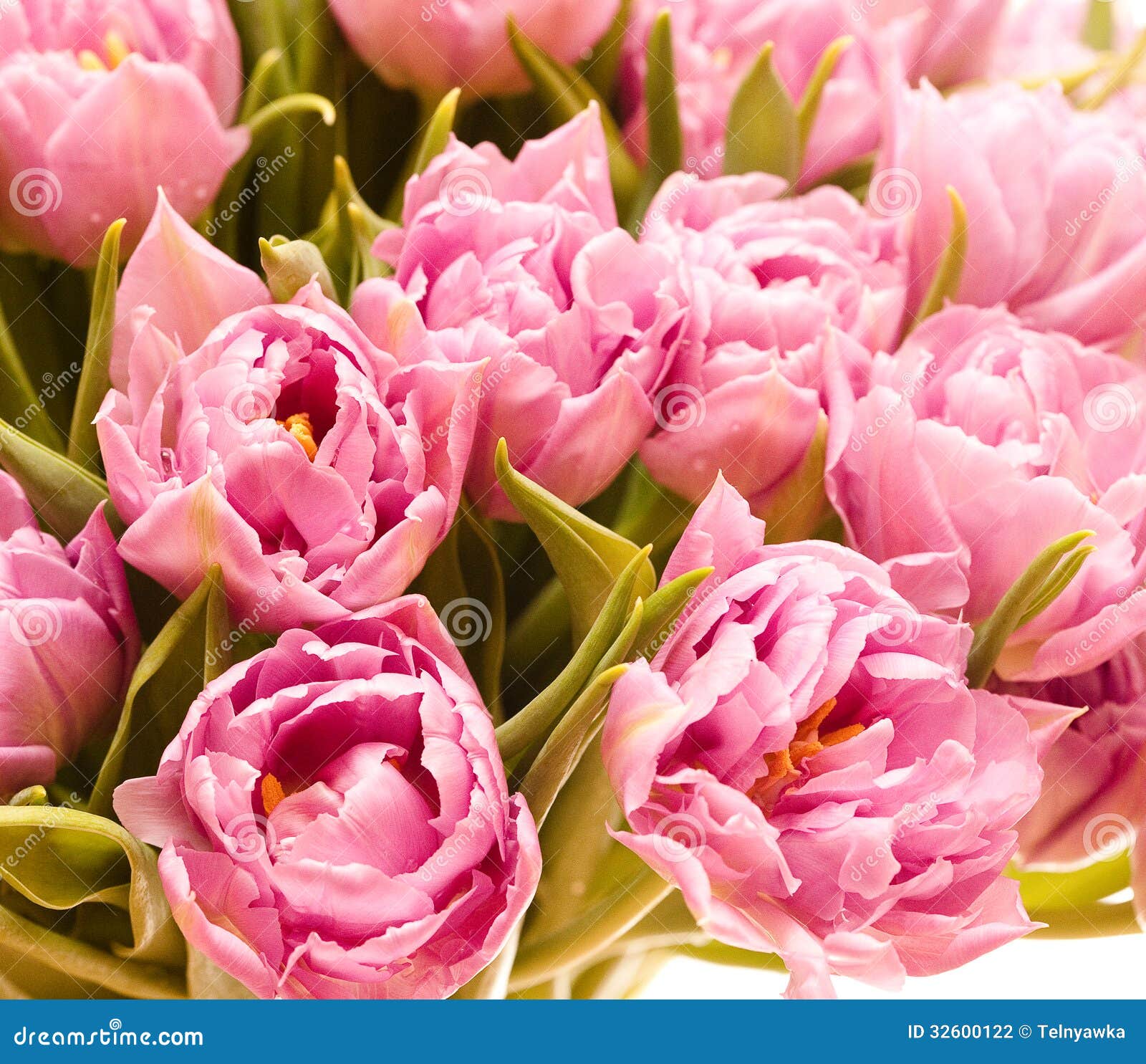 Beautiful purple tulips stock photo. Image of holiday - 32600122