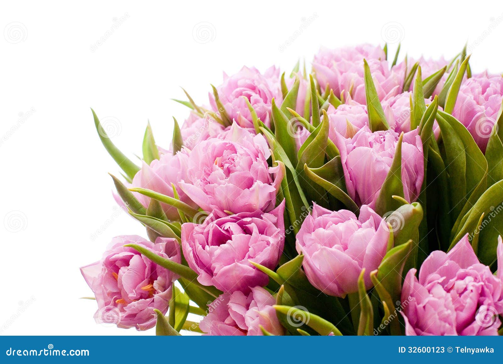 Beautiful purple tulips stock image. Image of march, birthday - 32600123