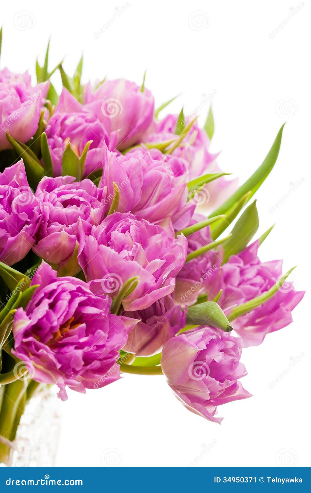 Beautiful purple tulips stock image. Image of date, foliage - 34950371
