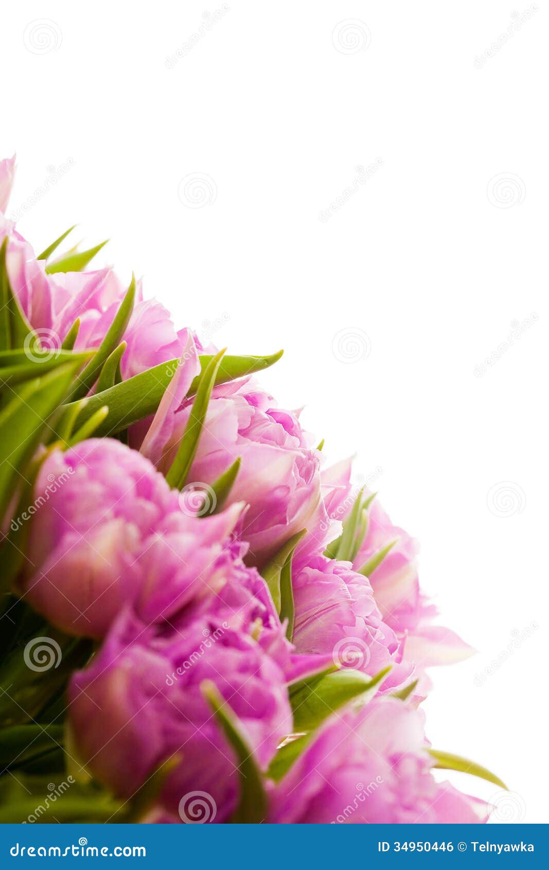 Beautiful purple tulips stock photo. Image of event, foliage - 34950446