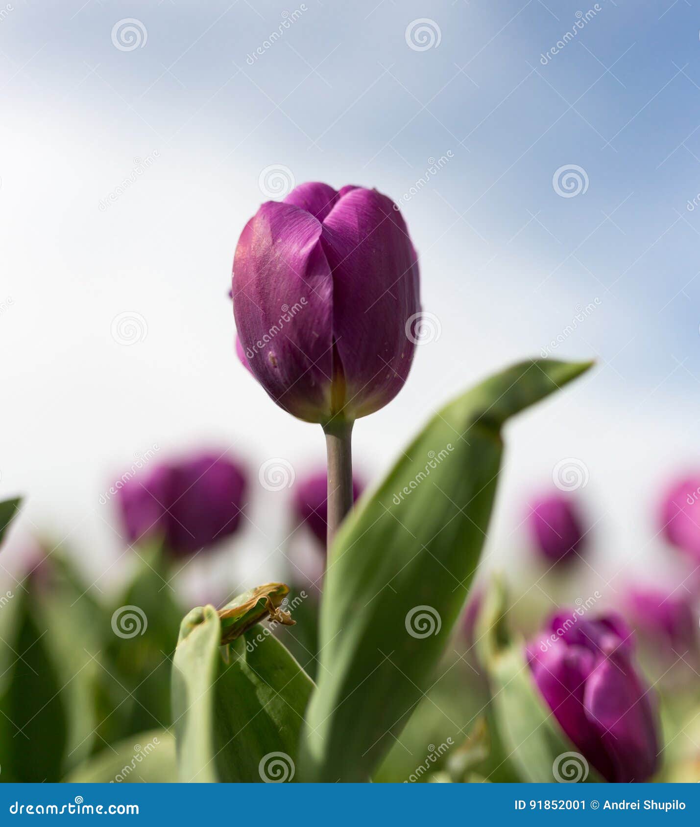 Beautiful Purple Tulips in Nature Stock Image - Image of floral, green ...