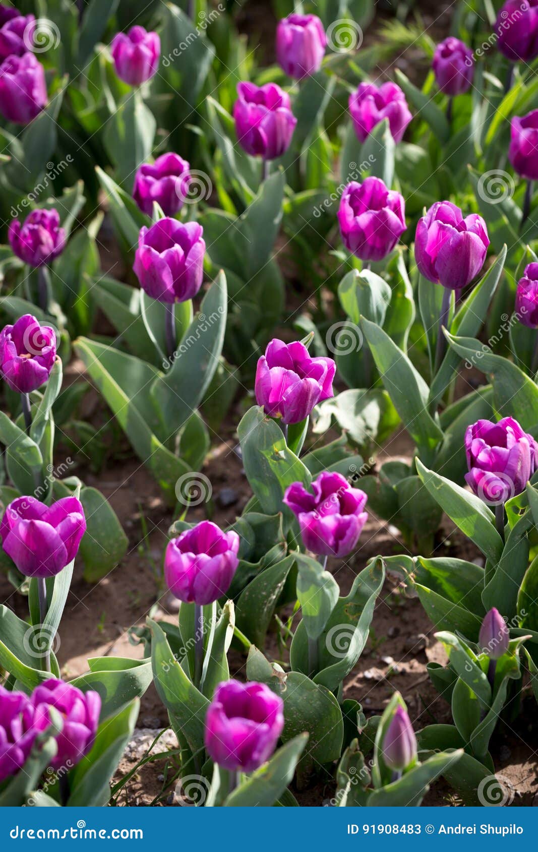 Beautiful Purple Tulips in Nature Stock Image - Image of summer, field ...