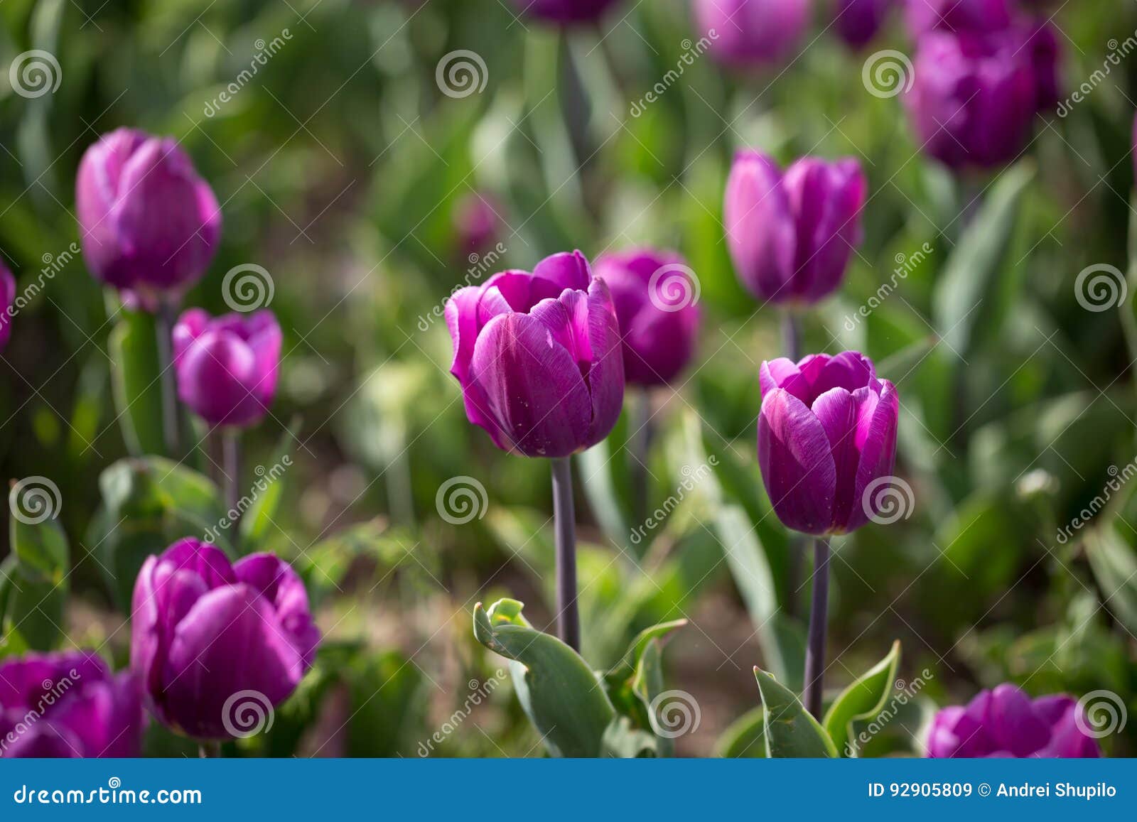 Beautiful Purple Tulips in Nature Stock Image - Image of field, floral ...
