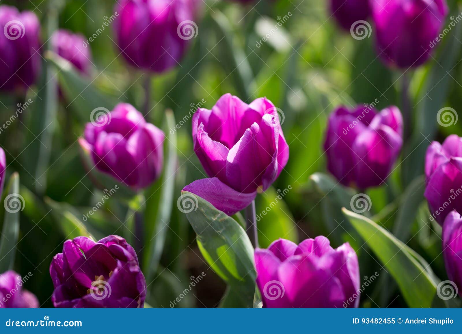 Beautiful Purple Tulips in Nature Stock Image - Image of sunlight ...