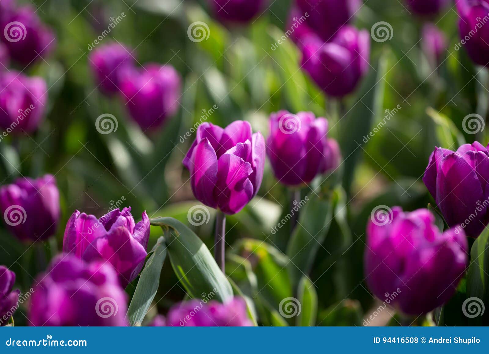 Beautiful Purple Tulips in Nature Stock Photo - Image of garden, fresh ...
