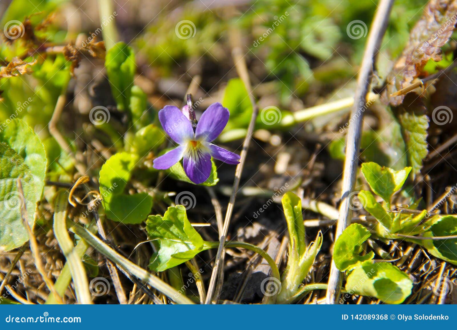 Beautiful Purple Viola in Garden Stock Photo - Image of garden, beauty ...
