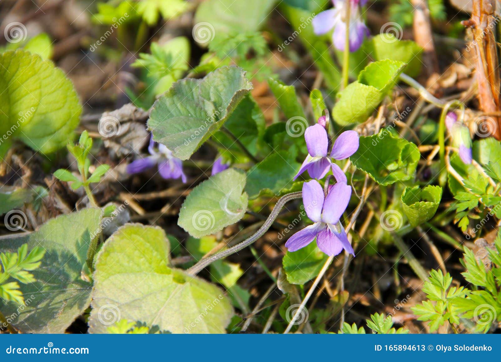 Beautiful Purple Viola in Garden on Spring Stock Image - Image of green ...