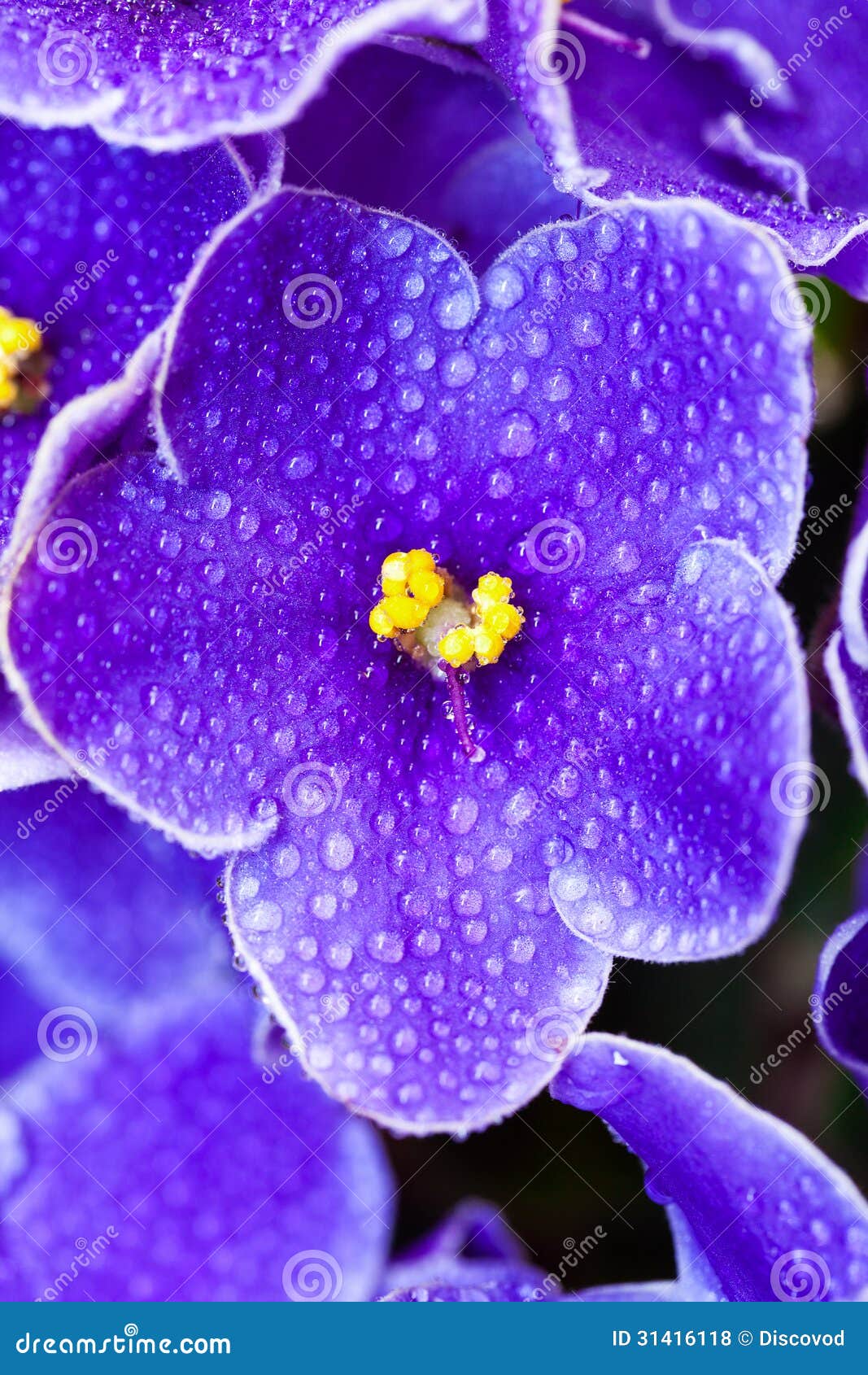 Beautiful Purple Violet Flowers Stock Photo - Image of stamen, purple ...