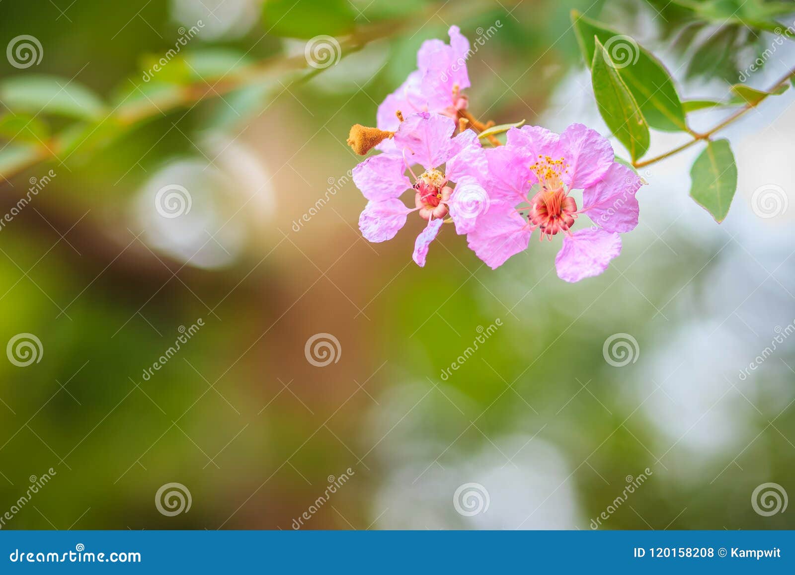 Beautiful Purple Wild Flowers On Tree In The Tropical Forest. Stock ...