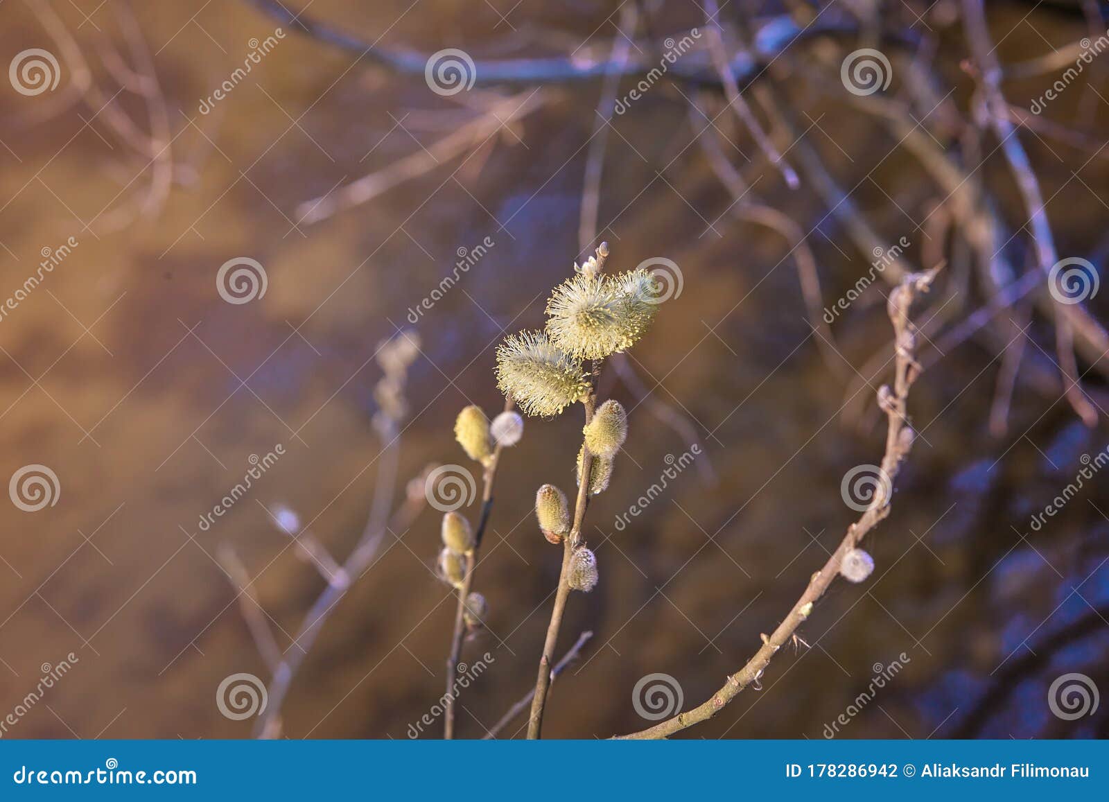 Beautiful Willow Artistic Image Nature in Spring, Willow Flowers and ...