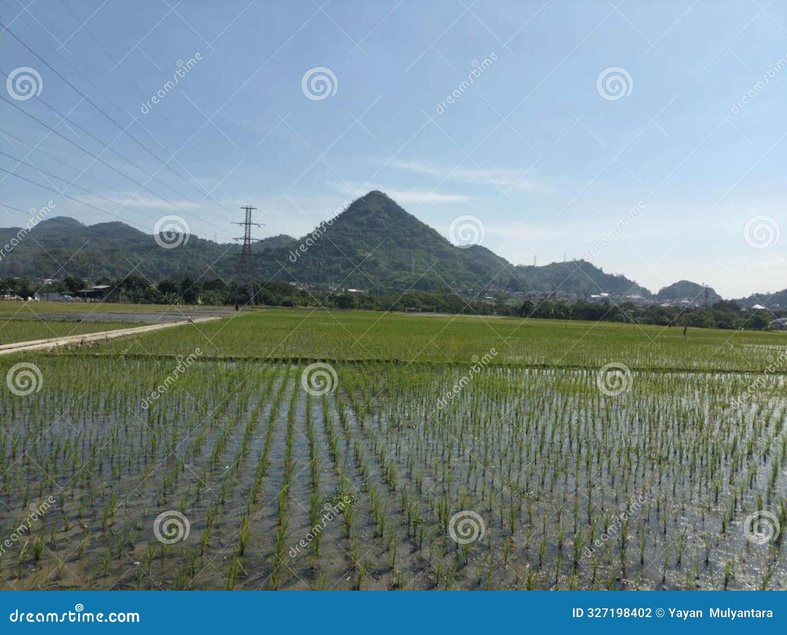 Beautiful Pyramid Mountain among Rice Fields Stock Photo - Image of ...