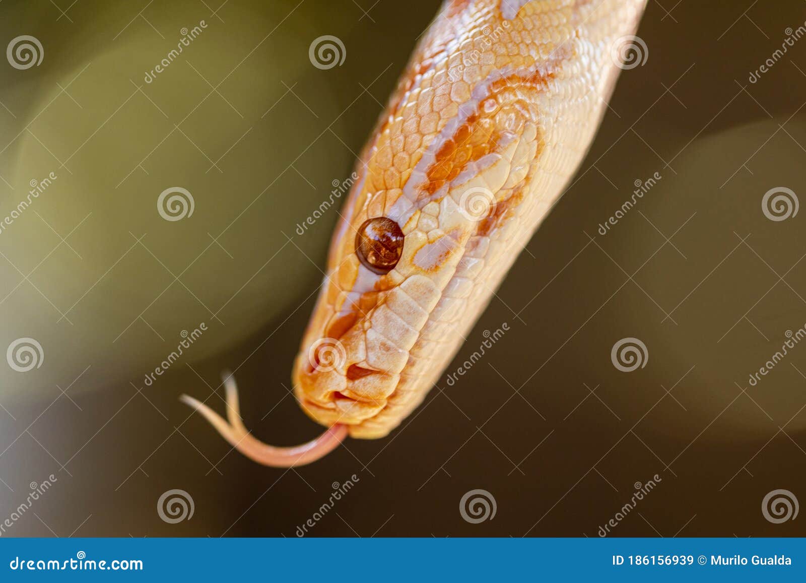 Beautiful Python Molurus Albina on Tree Branch Stock Image - Image of ...
