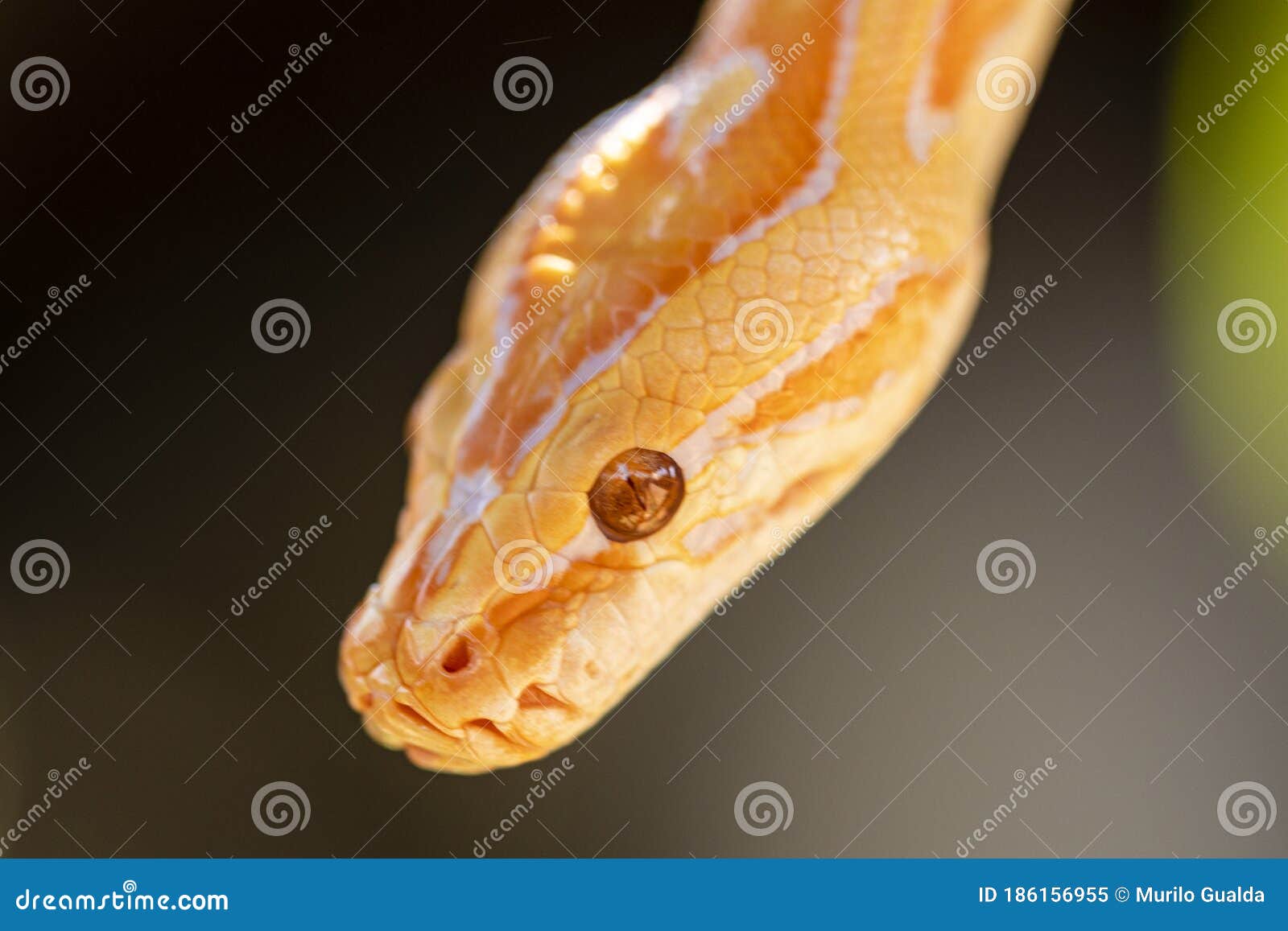 Beautiful Python Molurus Albina on Tree Branch Stock Image - Image of ...