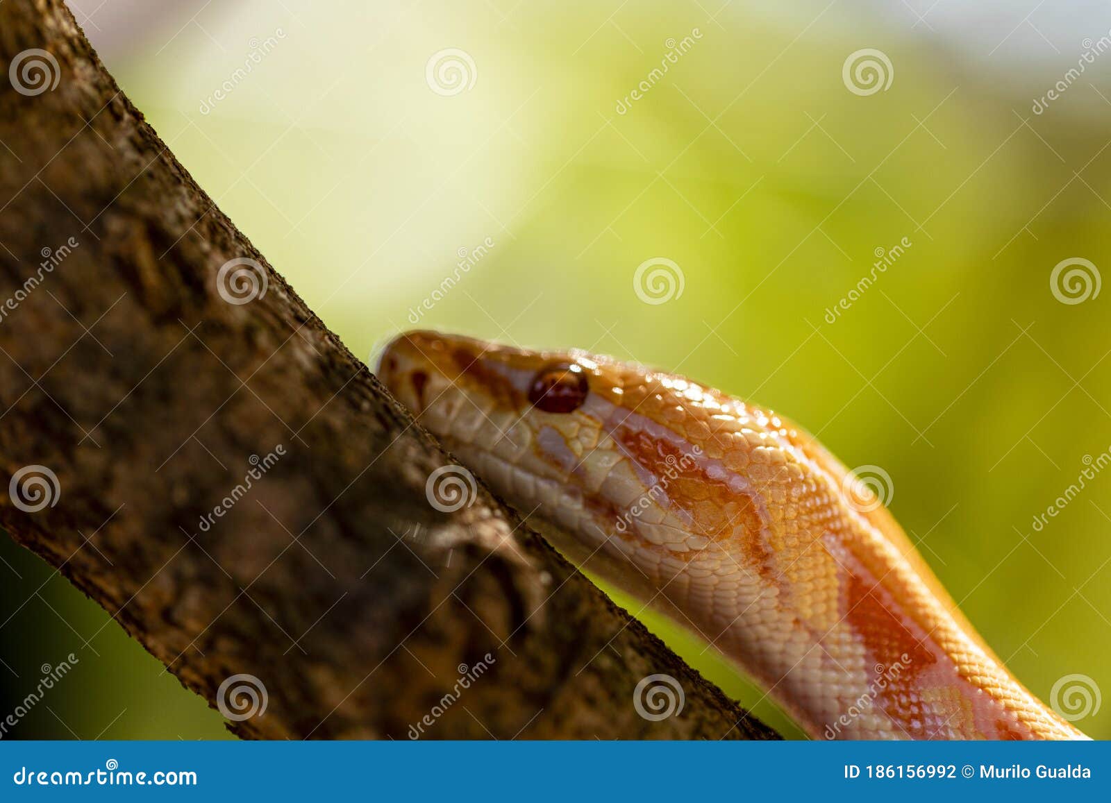 Beautiful Python Molurus Albina on Tree Branch Stock Photo - Image of ...