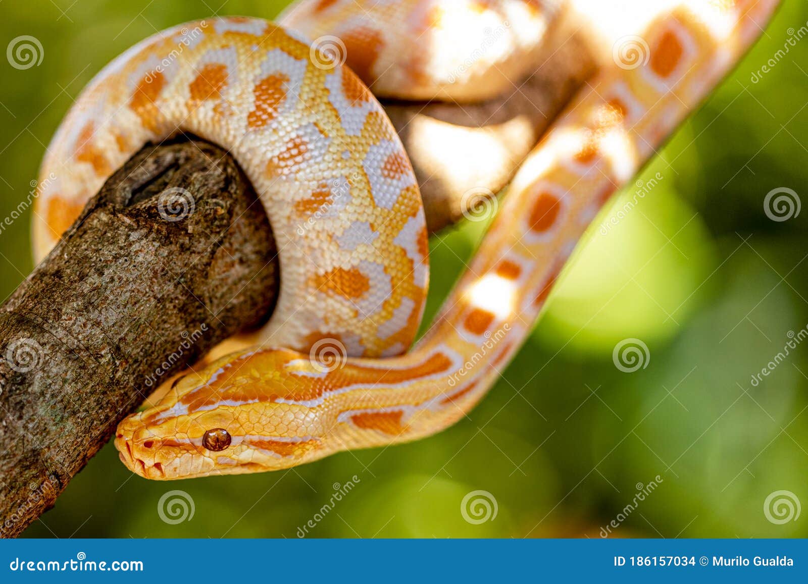 Beautiful Python Molurus Albina on Tree Branch Stock Photo - Image of ...