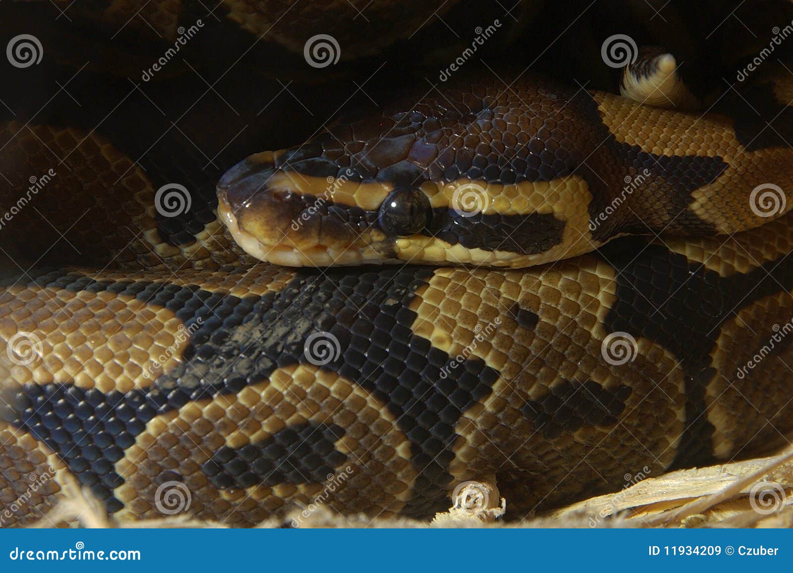 Beautiful python snake stock image. Image of reptile - 11934209