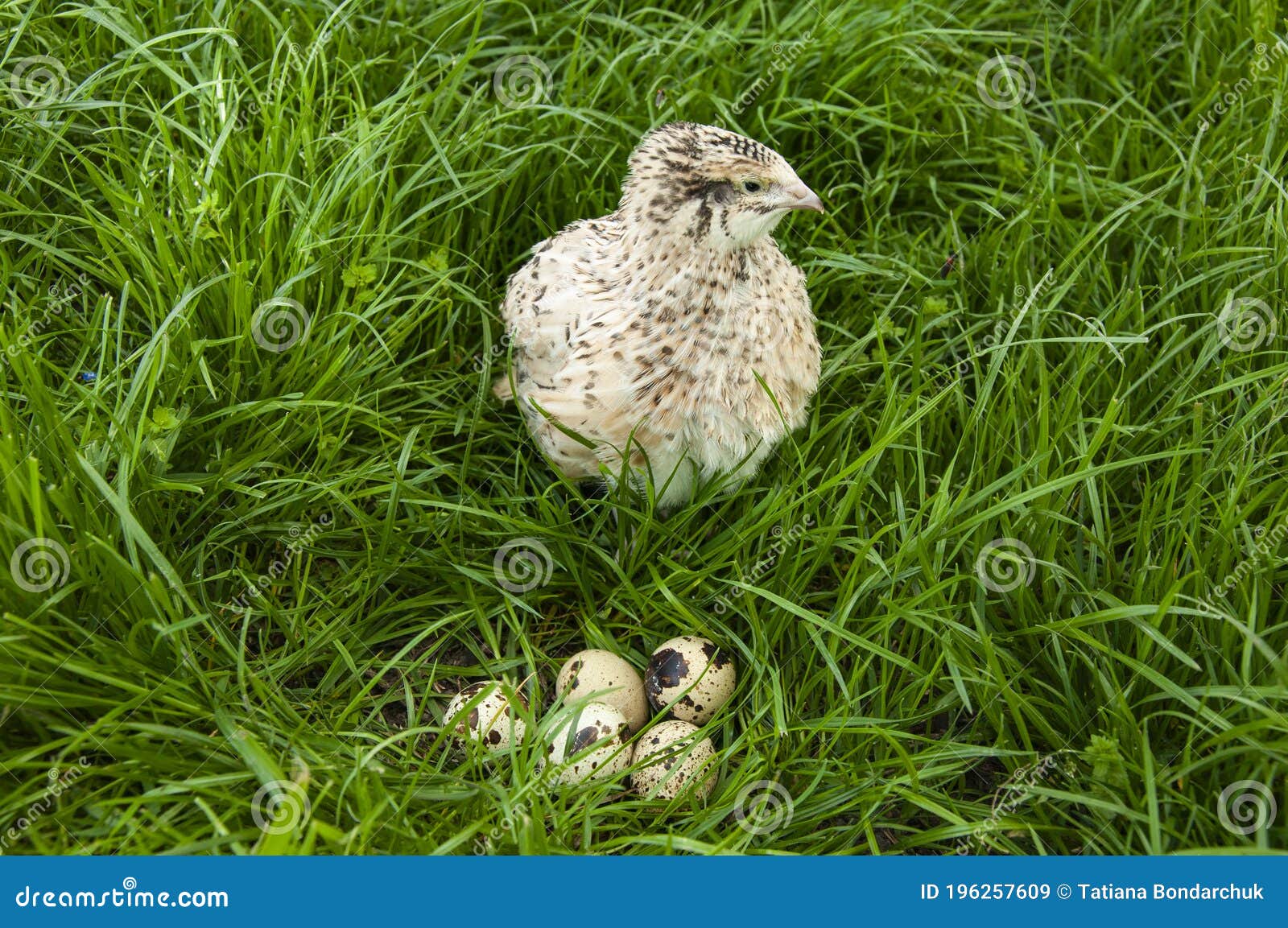 Beautiful Quail Bird on Green Grass Stock Image - Image of branch, beak ...