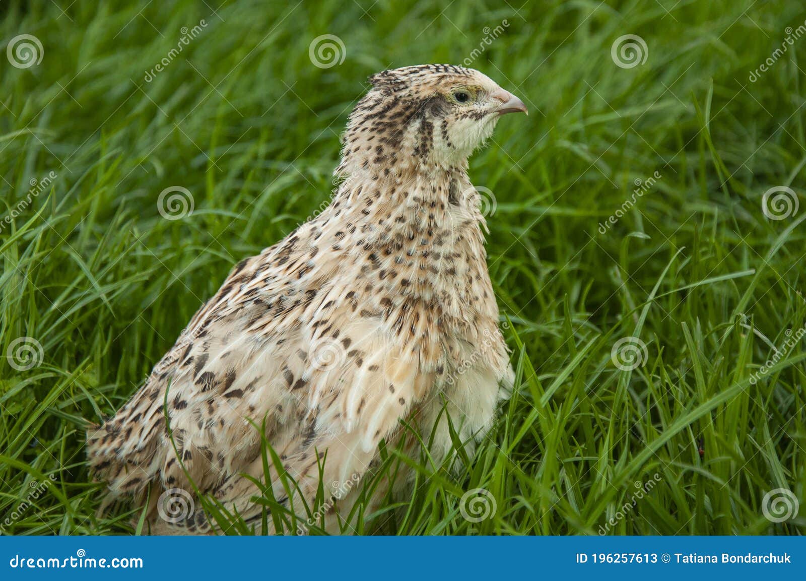 Beautiful Quail Bird on Green Grass Stock Image - Image of nature, beak ...