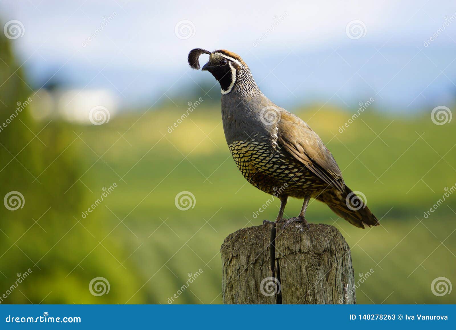 Beautiful quail in Canada stock image. Image of natural - 140278263